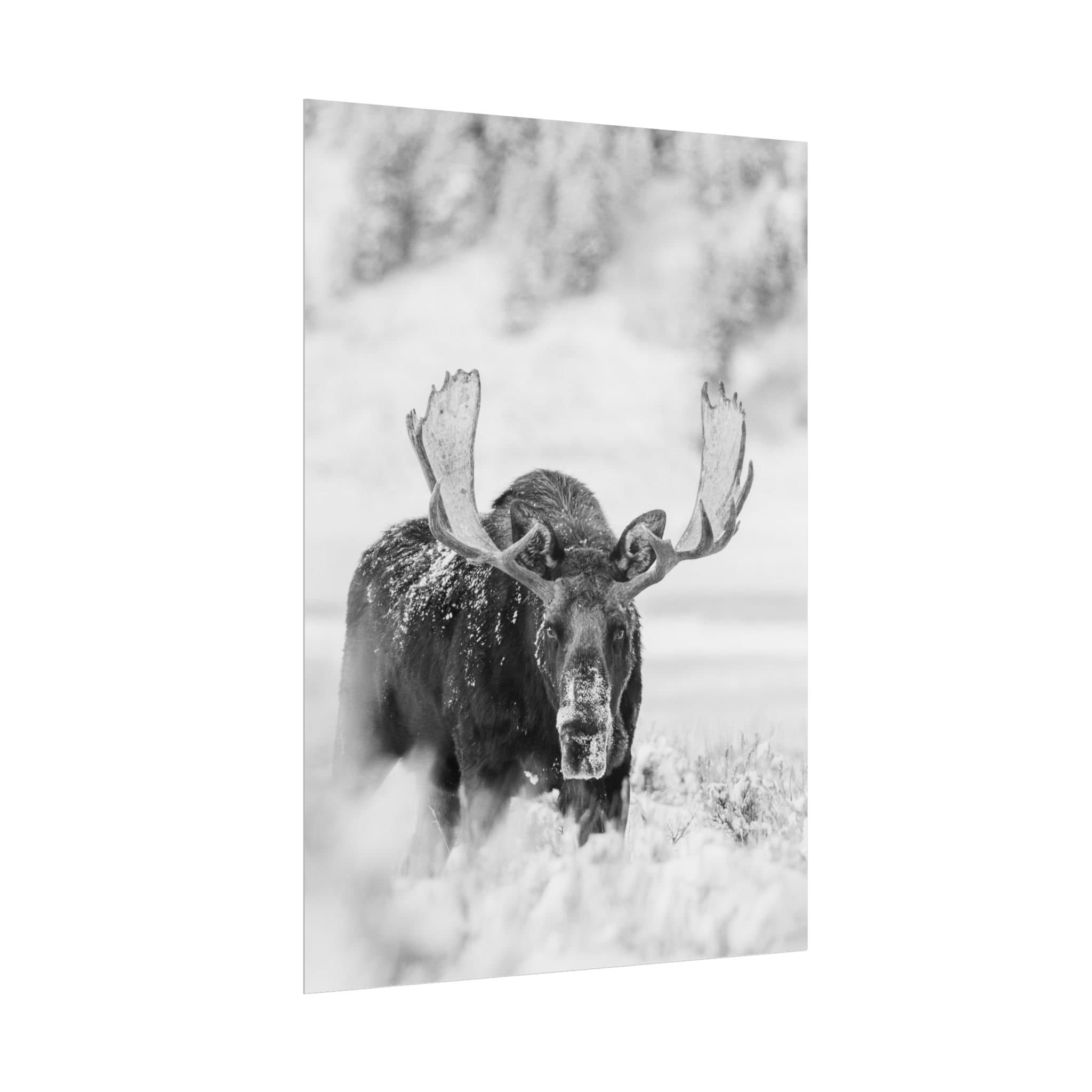 Bull Moose Poster, Intense Black and White Wall Art, Rustic Wildlife ...