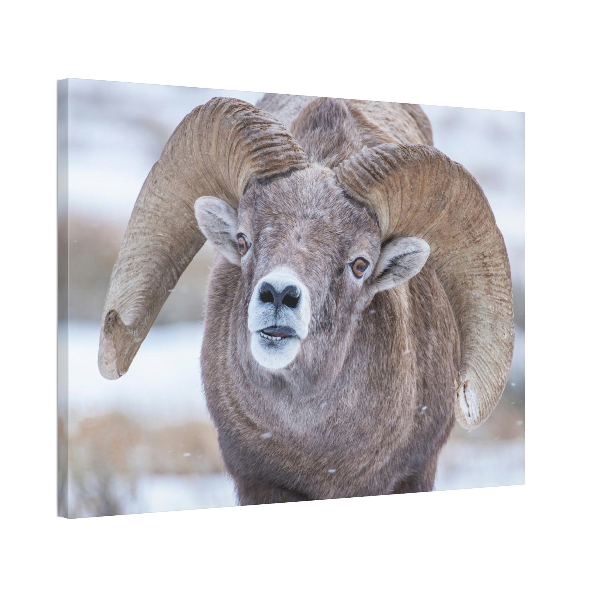 Bighorn Sheep, Bighorn Sheep Photo, Wildlife Photography, Canvas Print ...