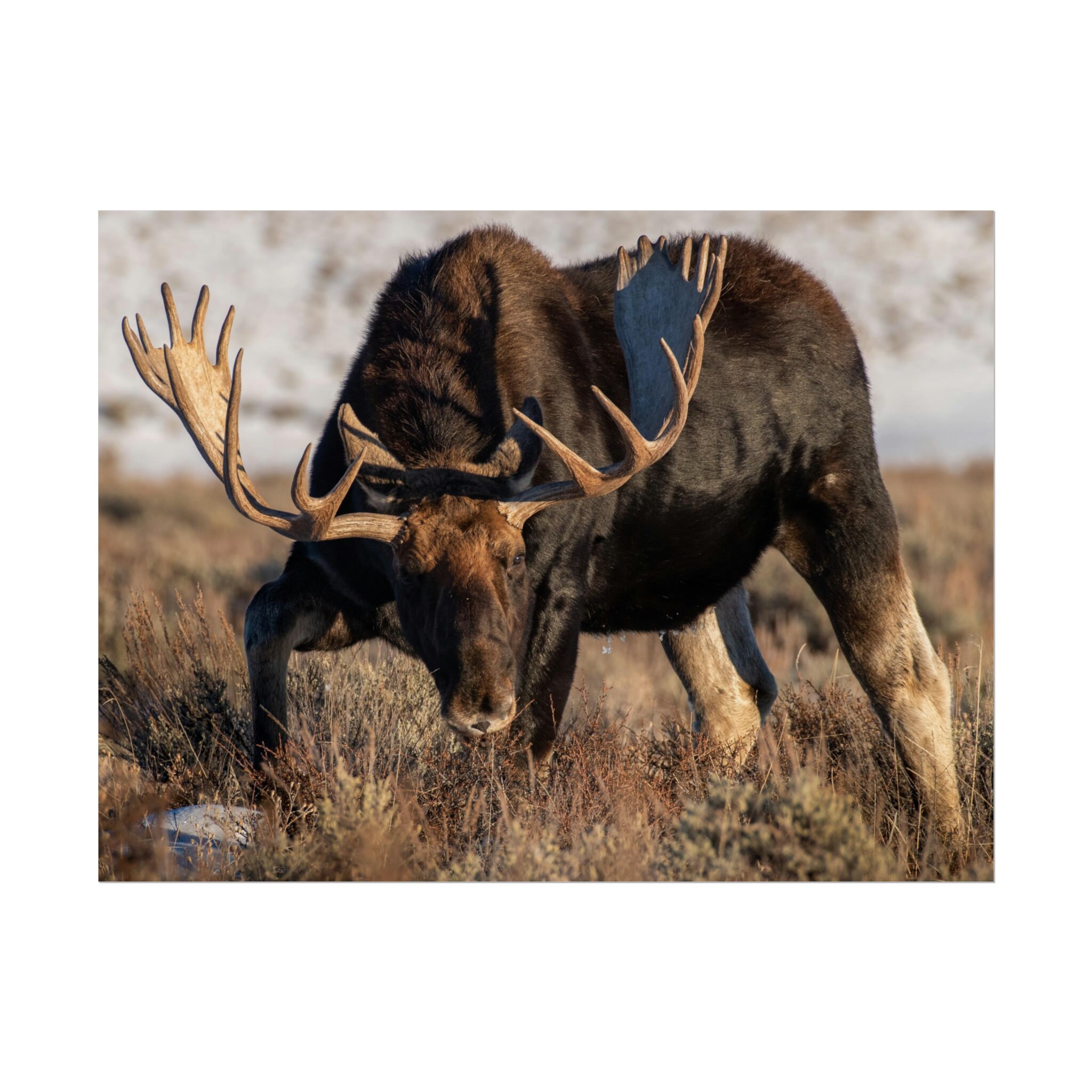 Bull Moose Rolled Poster Moose Decor Moose Print Wildlife Poster ...