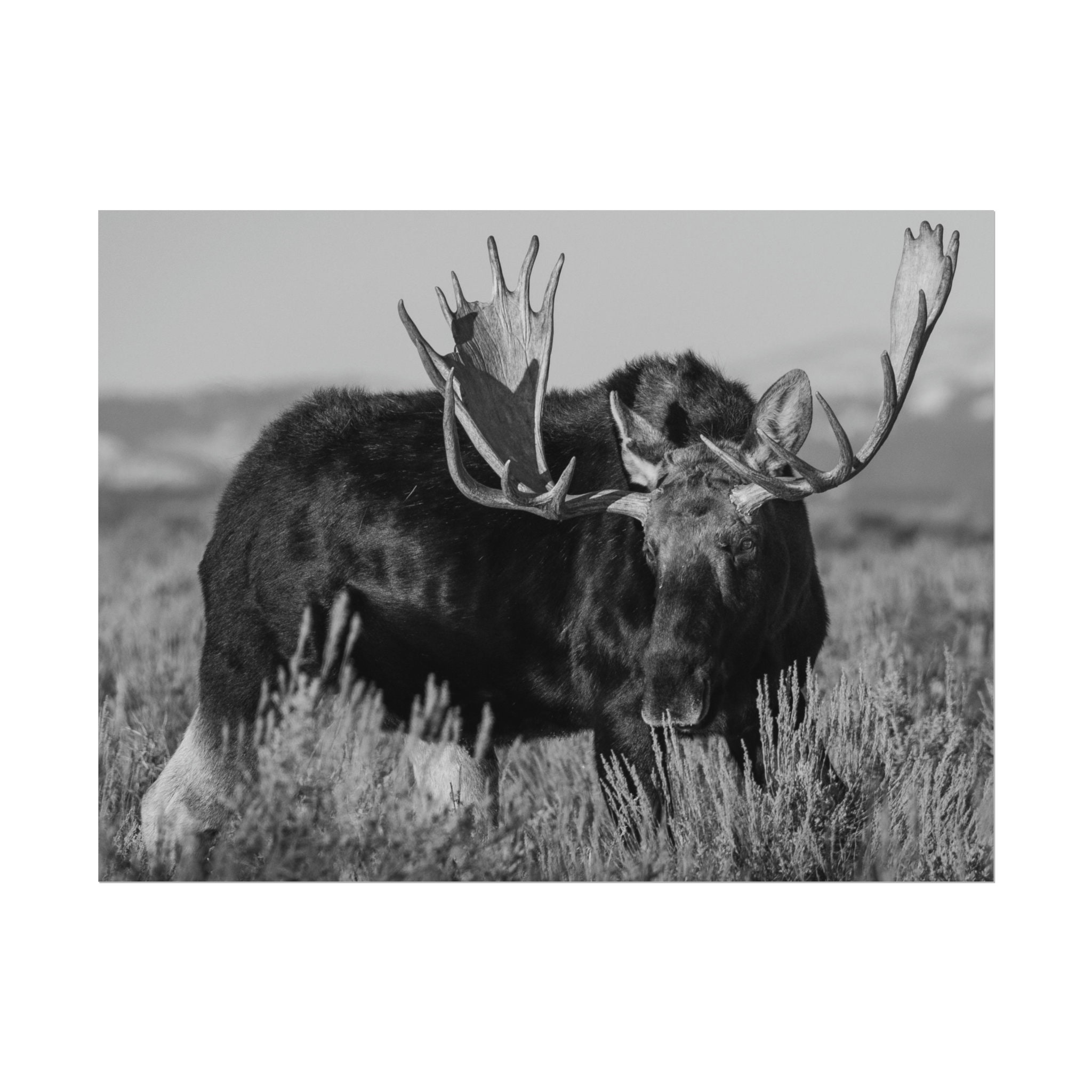 Bull Moose Rolled Poster Moose Photo Moose Art Moose Antlers Moose ...