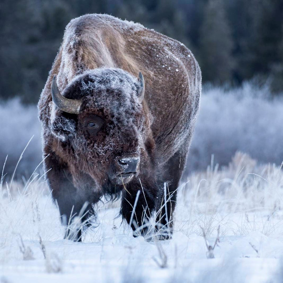 Buffalo, Frozen, Wildlife, Wildlife Photography, Art, Wildlife Art ...