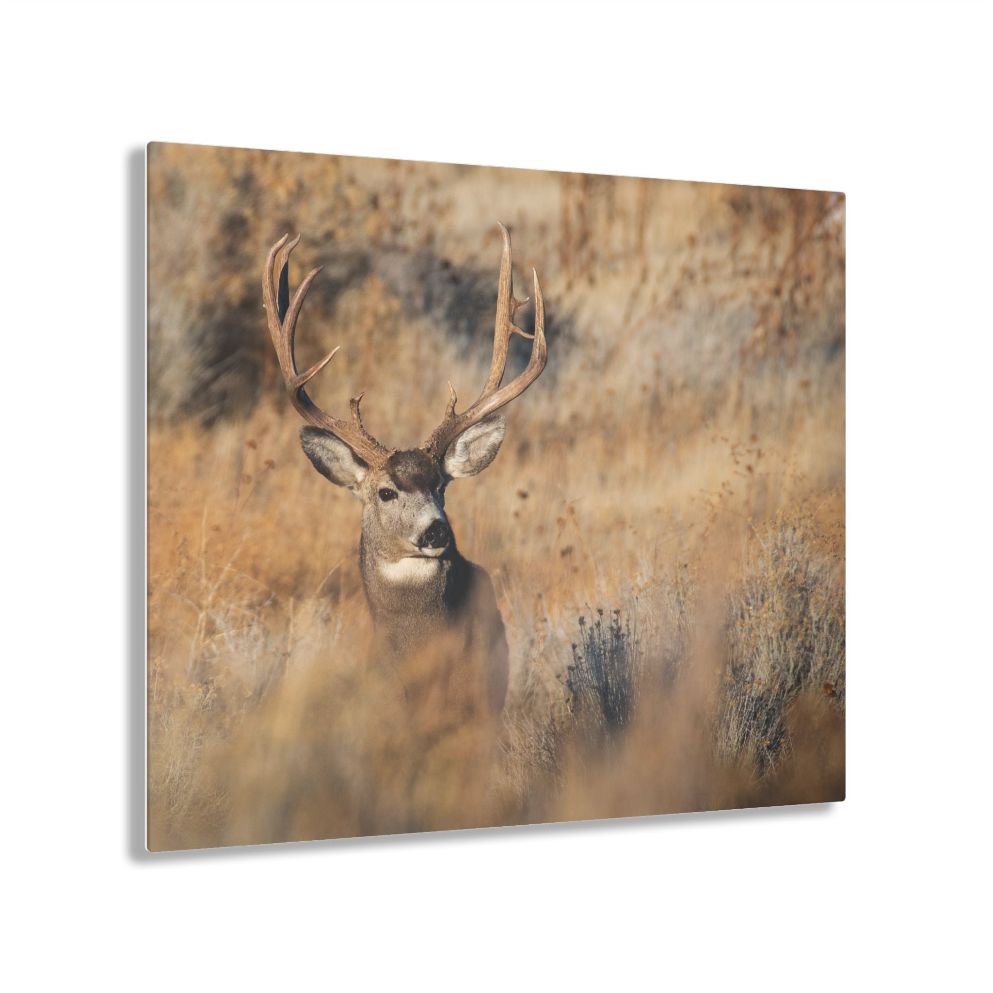 Mule Deer Acrylic Print Deer Wall Art Deer Print Muley Buck Big Deer ...