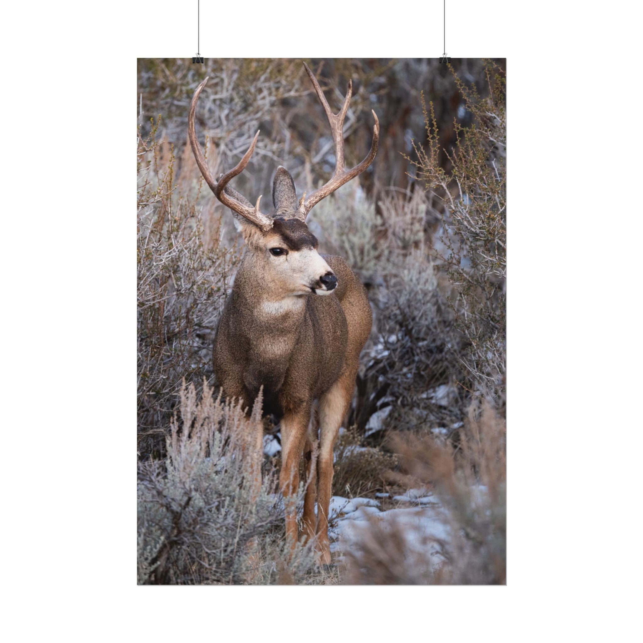 Mule Deer Buck Poster, Big Buck Standing in Some Brush and Snow, Gift ...