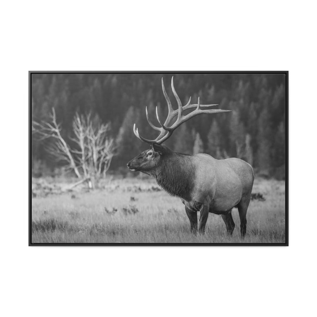 Big Bull Elk Gallery Canvas Wrap Framed Elk Photo Elk Rut Elk Art Bull ...