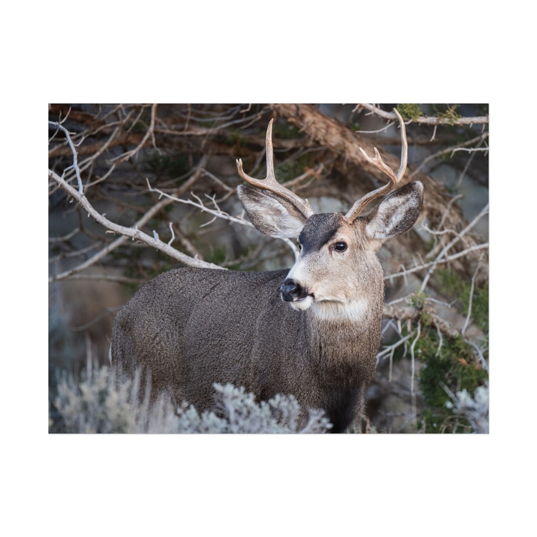 Mule Deer Buck Cedar Forest Poster, Stunning Woodland Art Print for ...