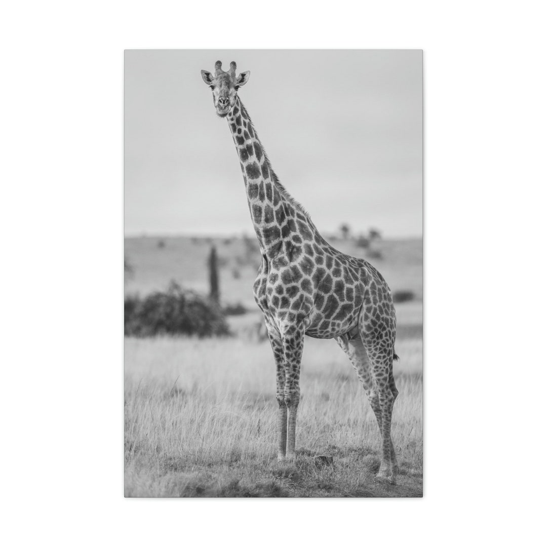 Giraffe Giraffe Art Giraffe Photo African Giraffe Africa Wildlife ...