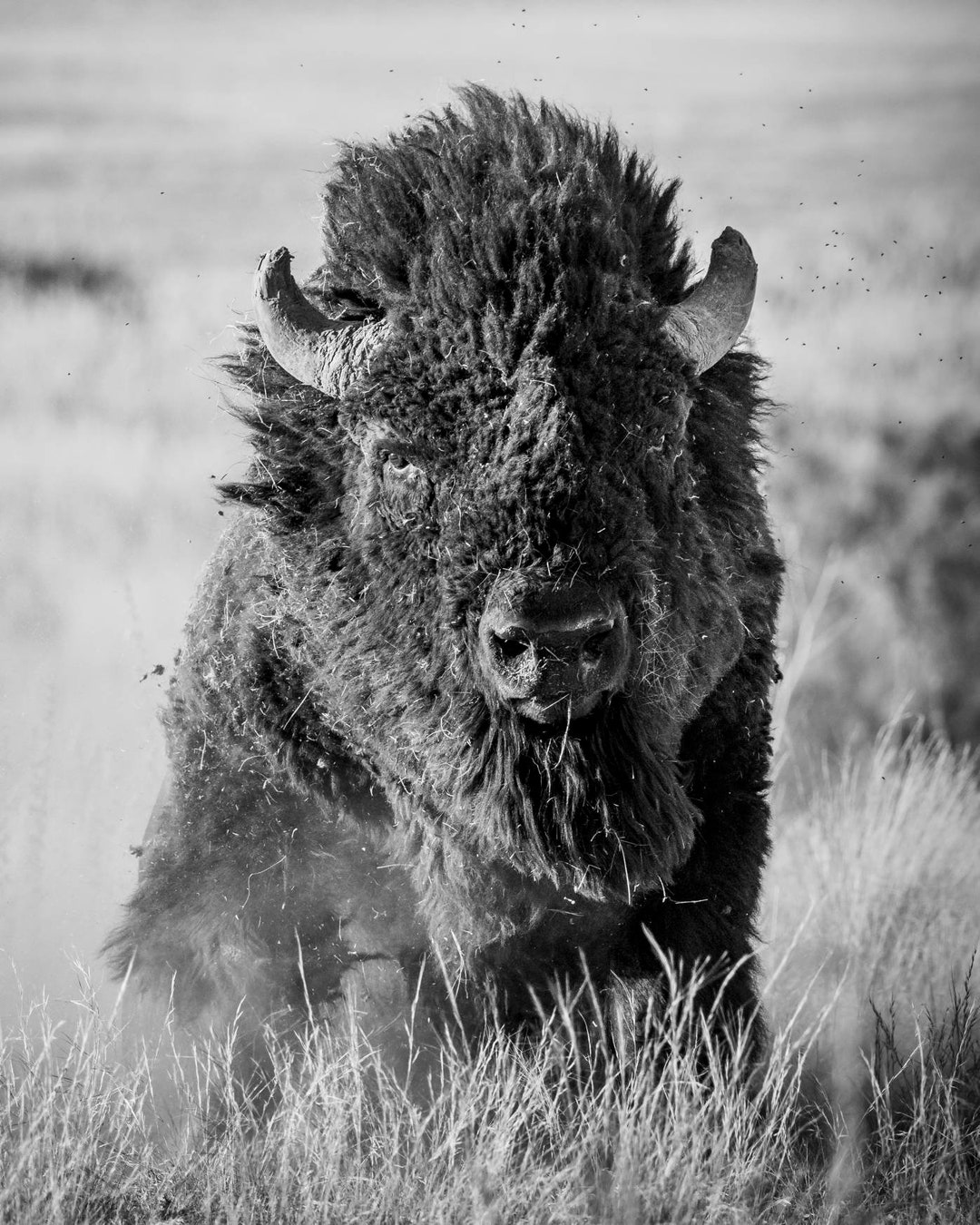 Buffalo Bison Buffalo Photo Bison Photo American Bison Wildlife ...