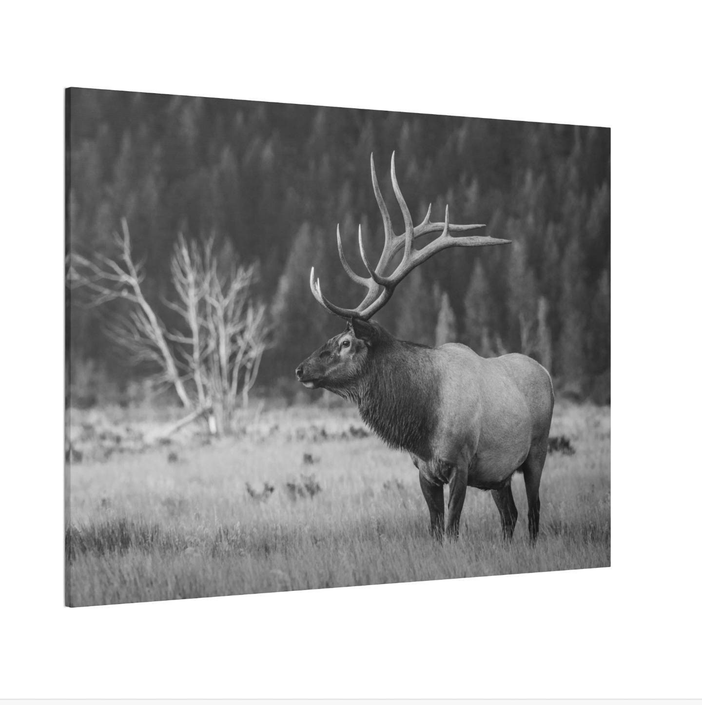 Big Bull Elk Canvas Print Wall Art Home Decor Elk Rut Bull Elk Photo ...
