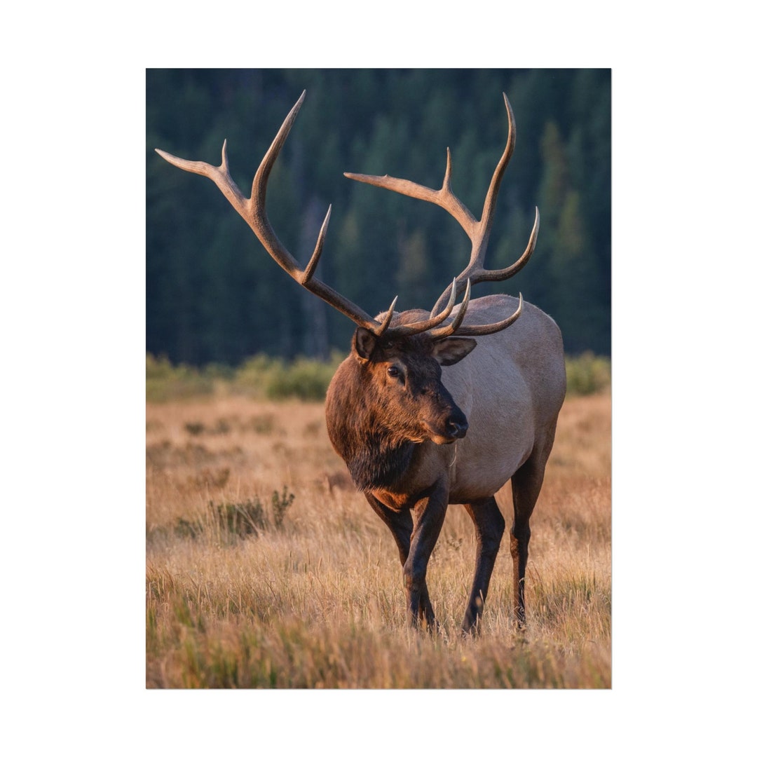 Majestic Big Bull Elk Photo, Golden Hour Meadow Scene, Fine Art ...