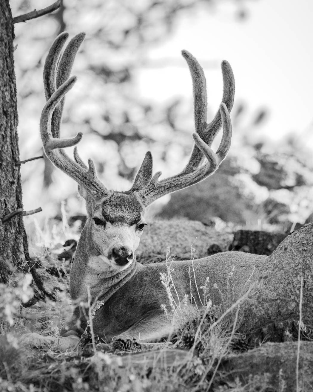 Mule Deer Canvas Print Mule Deer Photo Big Buck Photo Big Deer Muley ...