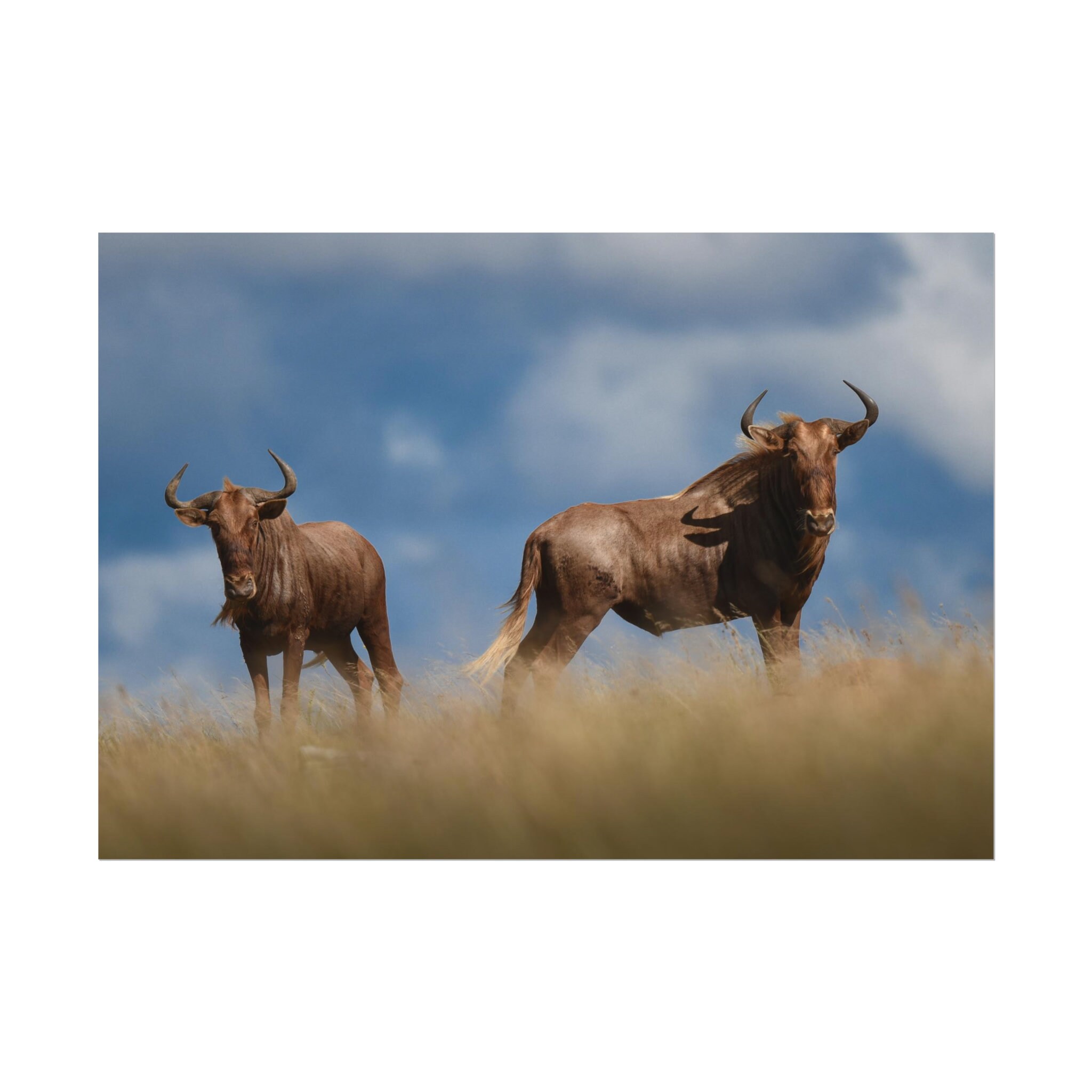 Golden Wildebeest Rolled Poster Wildebeest Photo Wildebeest Art Africa ...