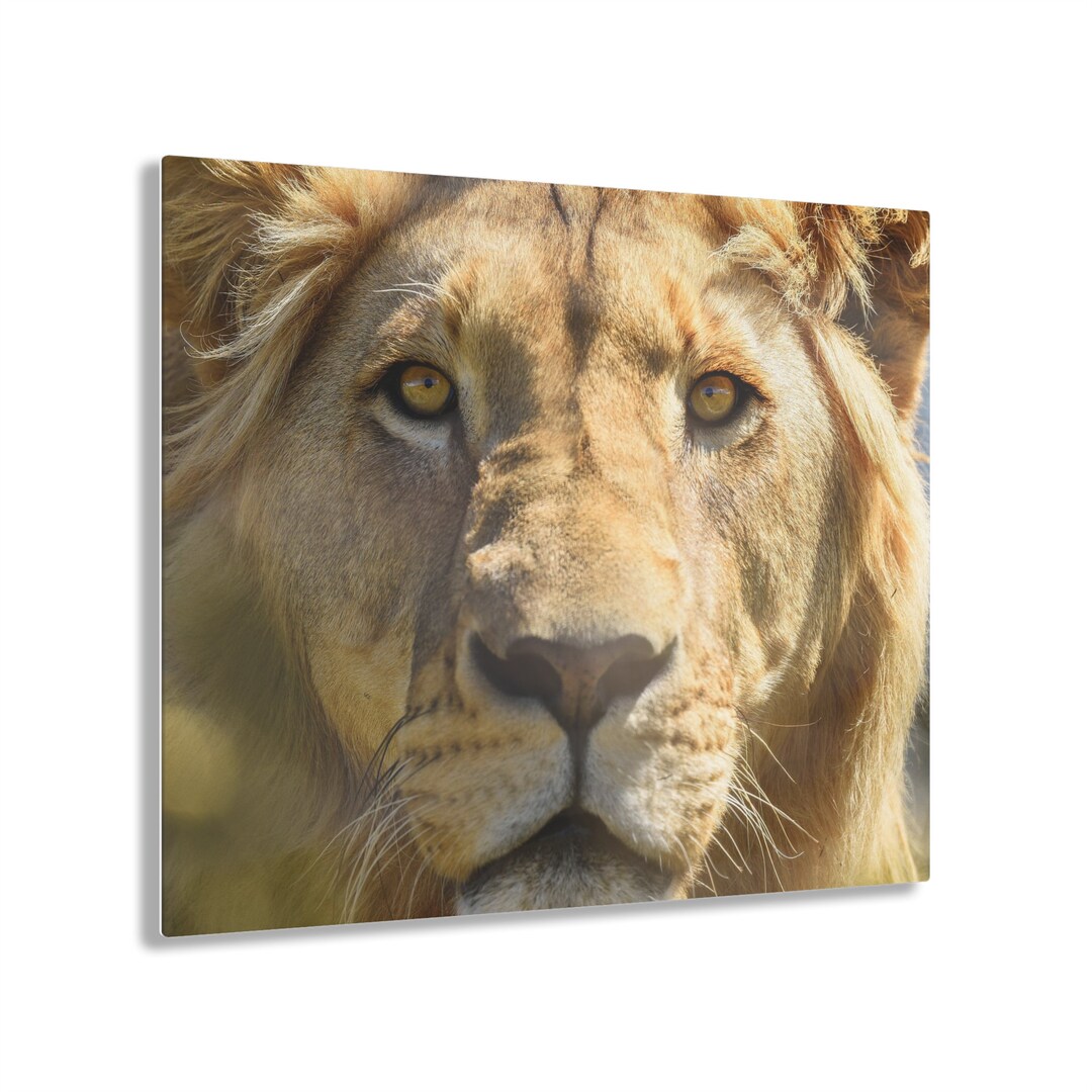Lion Acrylic Print Lion Photo Lion Photo Print African Lion - Etsy