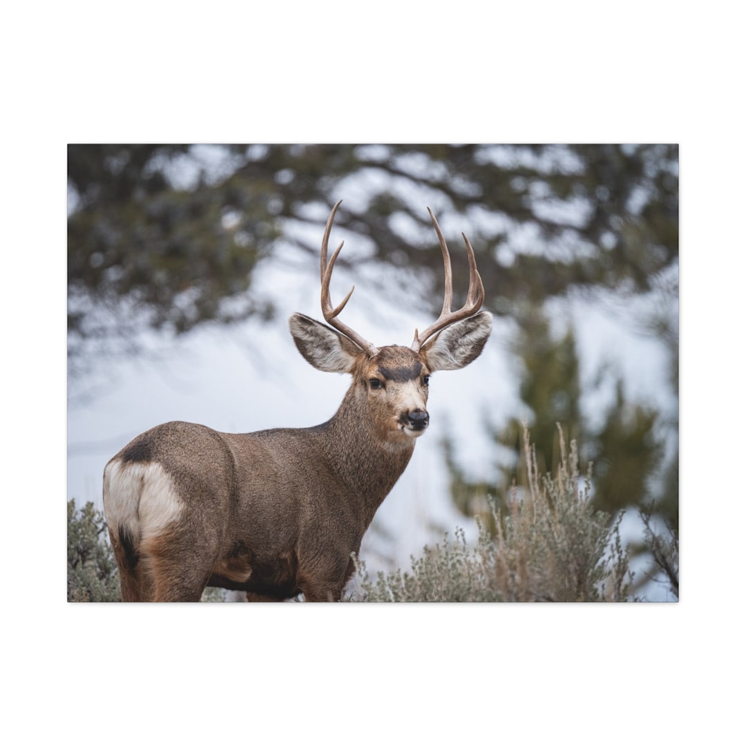 Mule Deer Buck Canvas Art Print With Cedar Trees, Stunning Wildlife ...