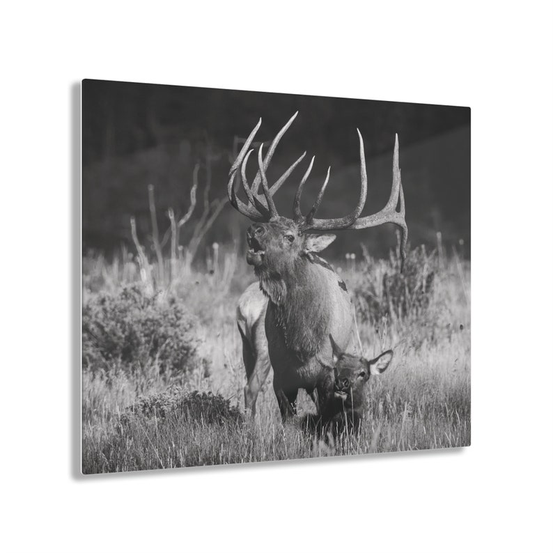 Bugling Bull Elk Acrylic Print Elk Photo Elk Print Elk Antlers Elk Rut ...