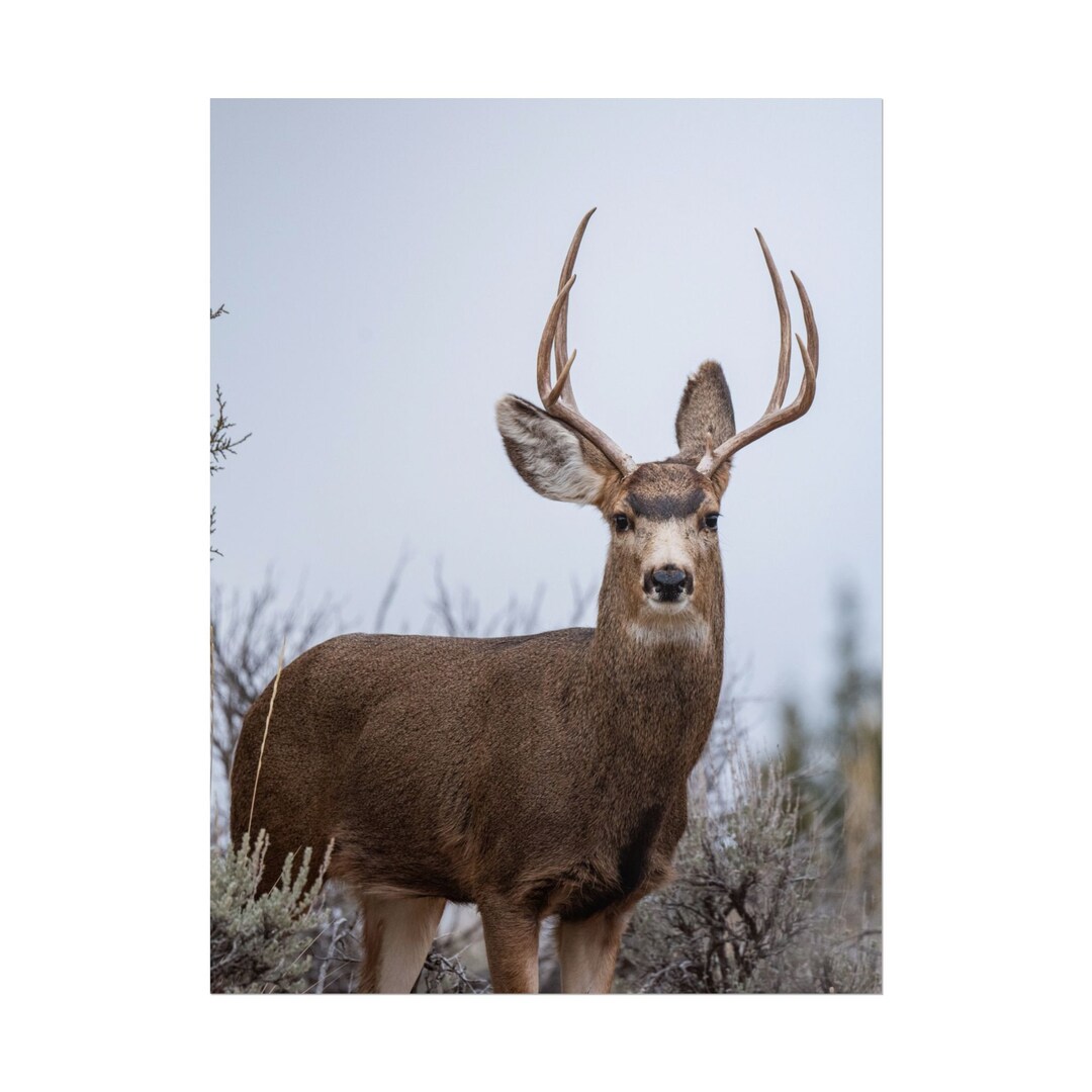 Mule Deer Buck Poster, Stunning Wildlife Art Print for Home Decor ...