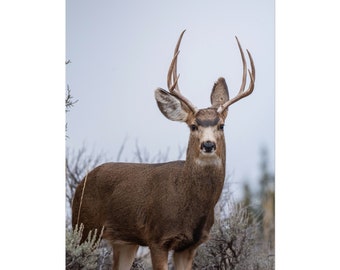 Mule Deer Buck Poster - Etsy