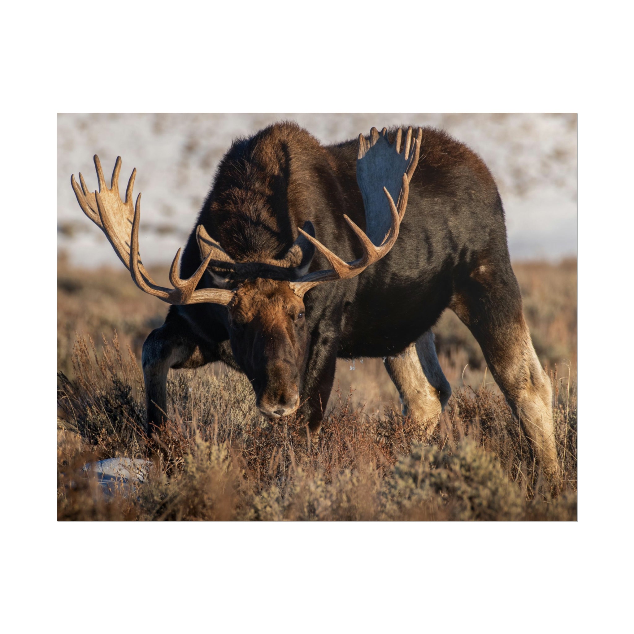 Bull Moose Rolled Poster Moose Decor Moose Print Wildlife Poster ...