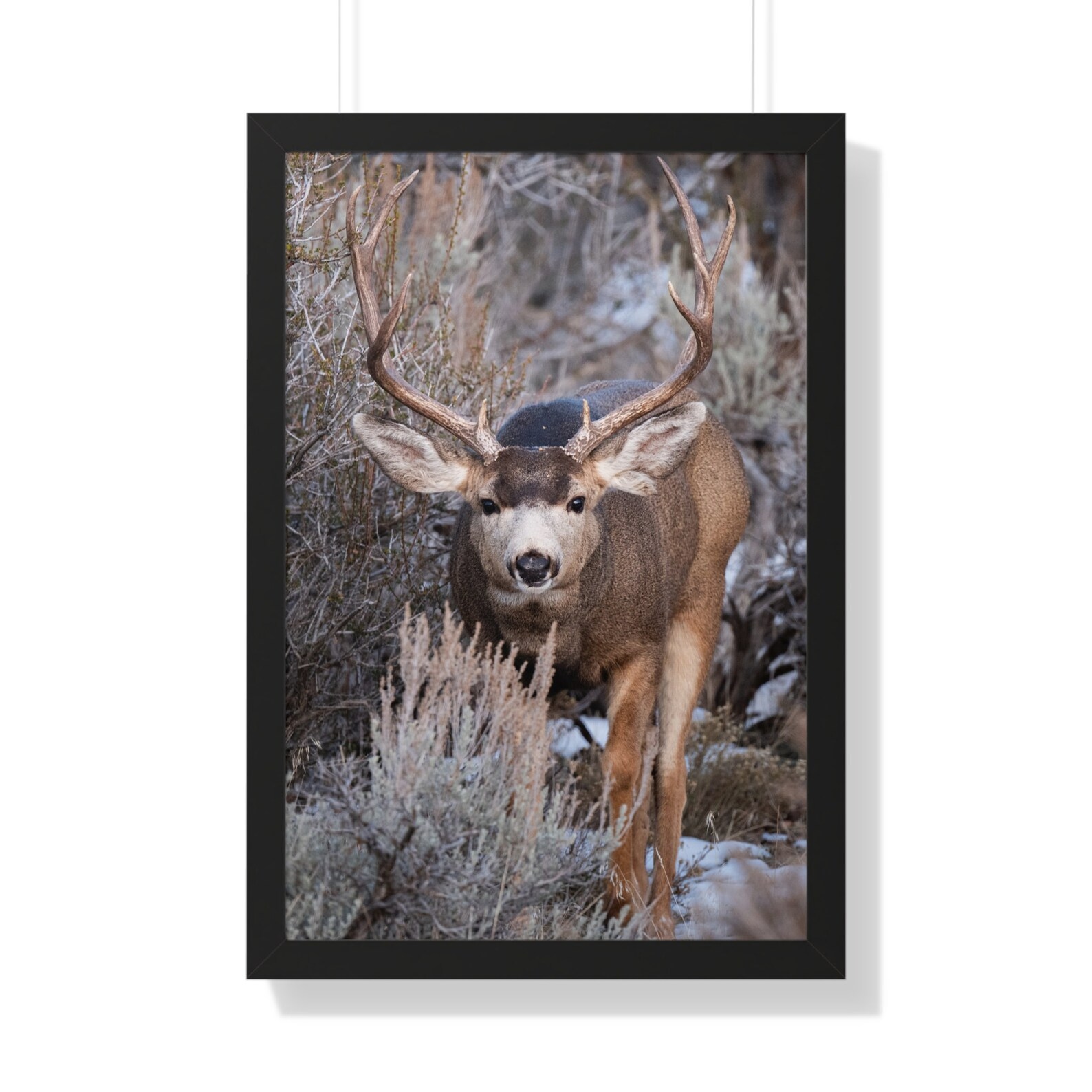 Big Mule Deer Buck Wall Art, Striking Head-on Portrait Photo Print for ...