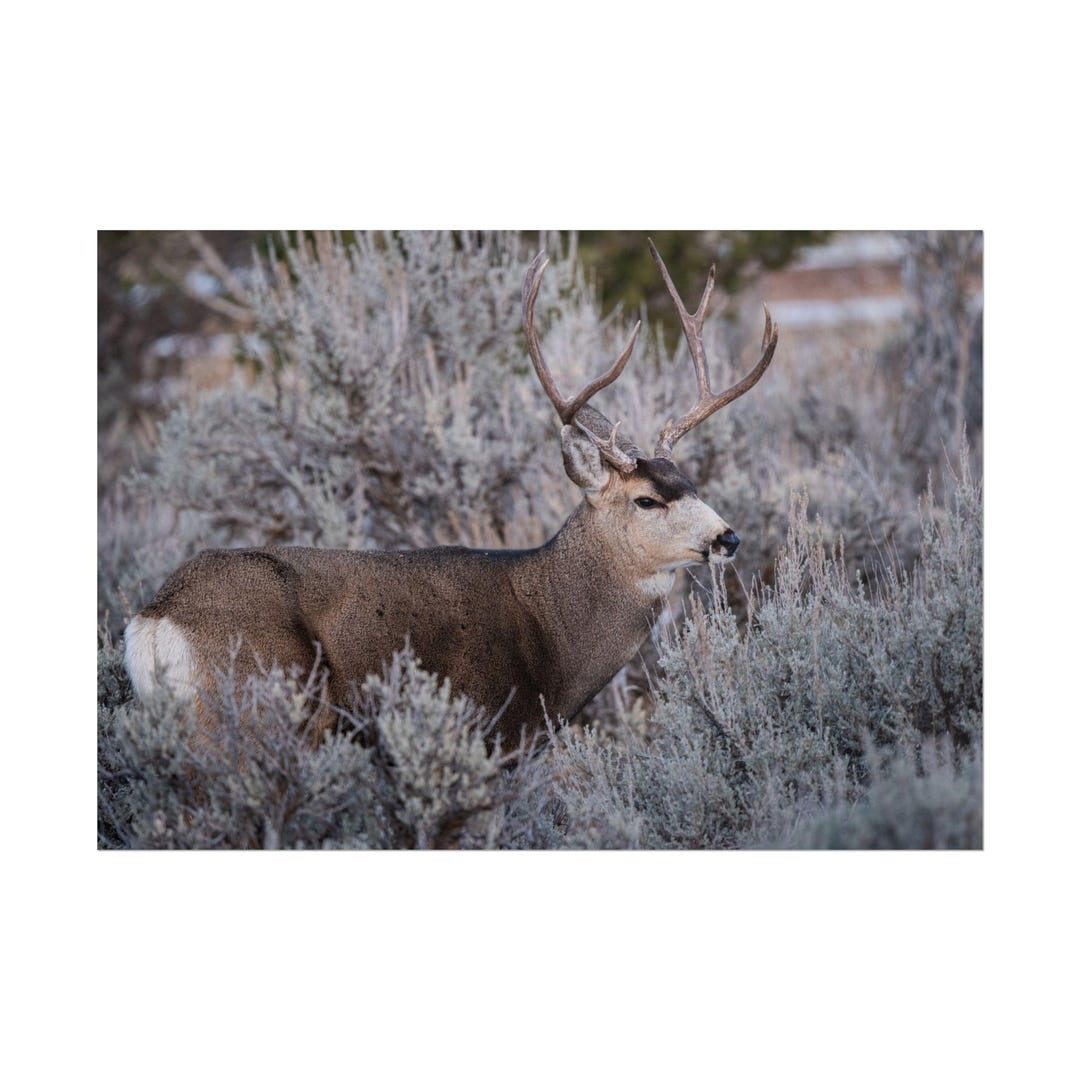 Wild Buck Rolled Poster, Mule Deer Wall Art, Rustic Cabin Decor ...