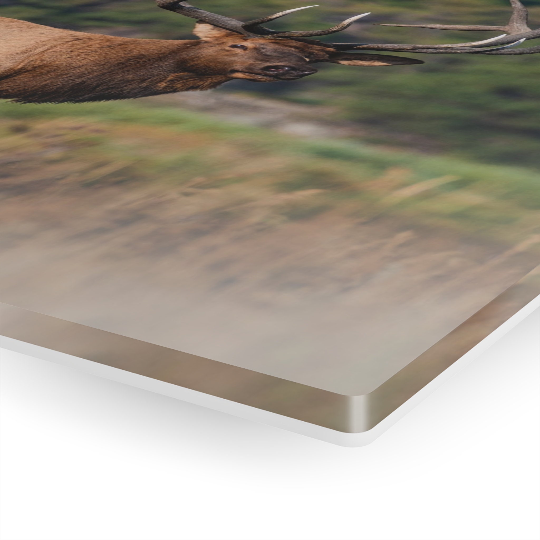 Bull Elk Acrylic Print Elk Antlers Elk Rut Elk Photo Elk Print Elk Art ...