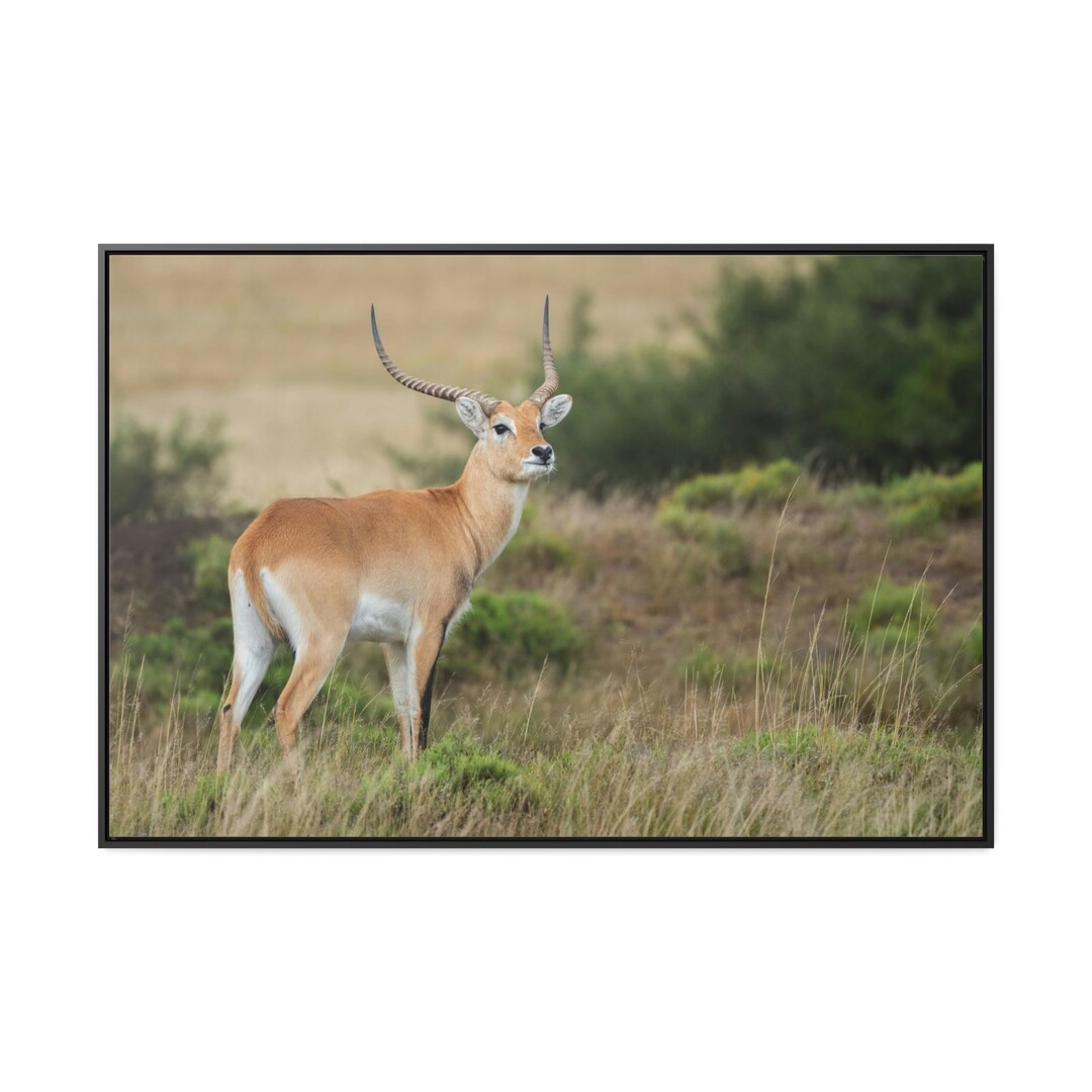 African Lechwe Gallery Canvas Wrap Framed Africa Wildlife Lechwe Photo ...