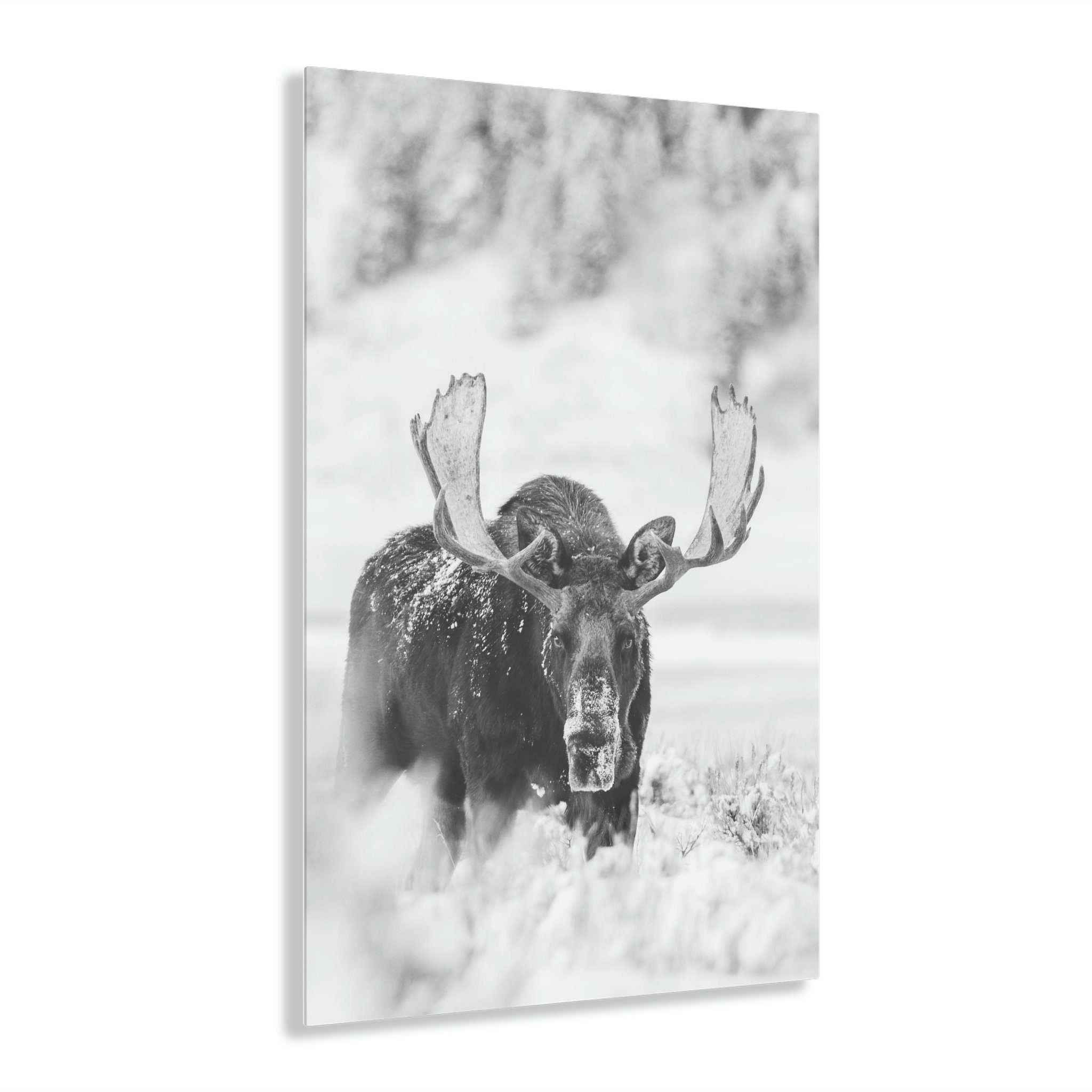 Big Bull Moose Acrylic Print Moose Photo Bull Moose Moose Decor Moose ...