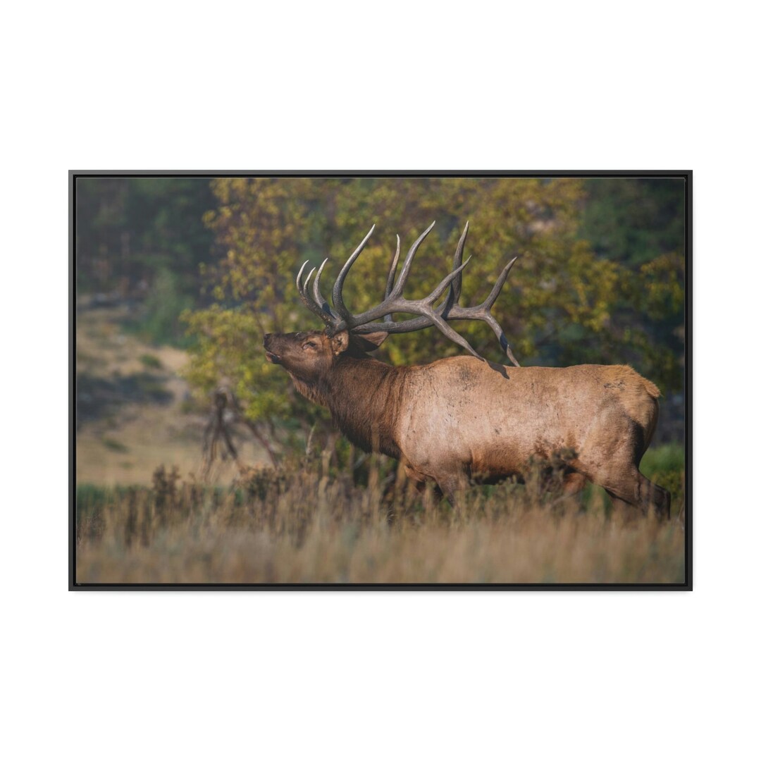 Big Bull Elk Gallery Canvas Wrap Framed Elk Rut Bull Elk Photo Elk Art ...