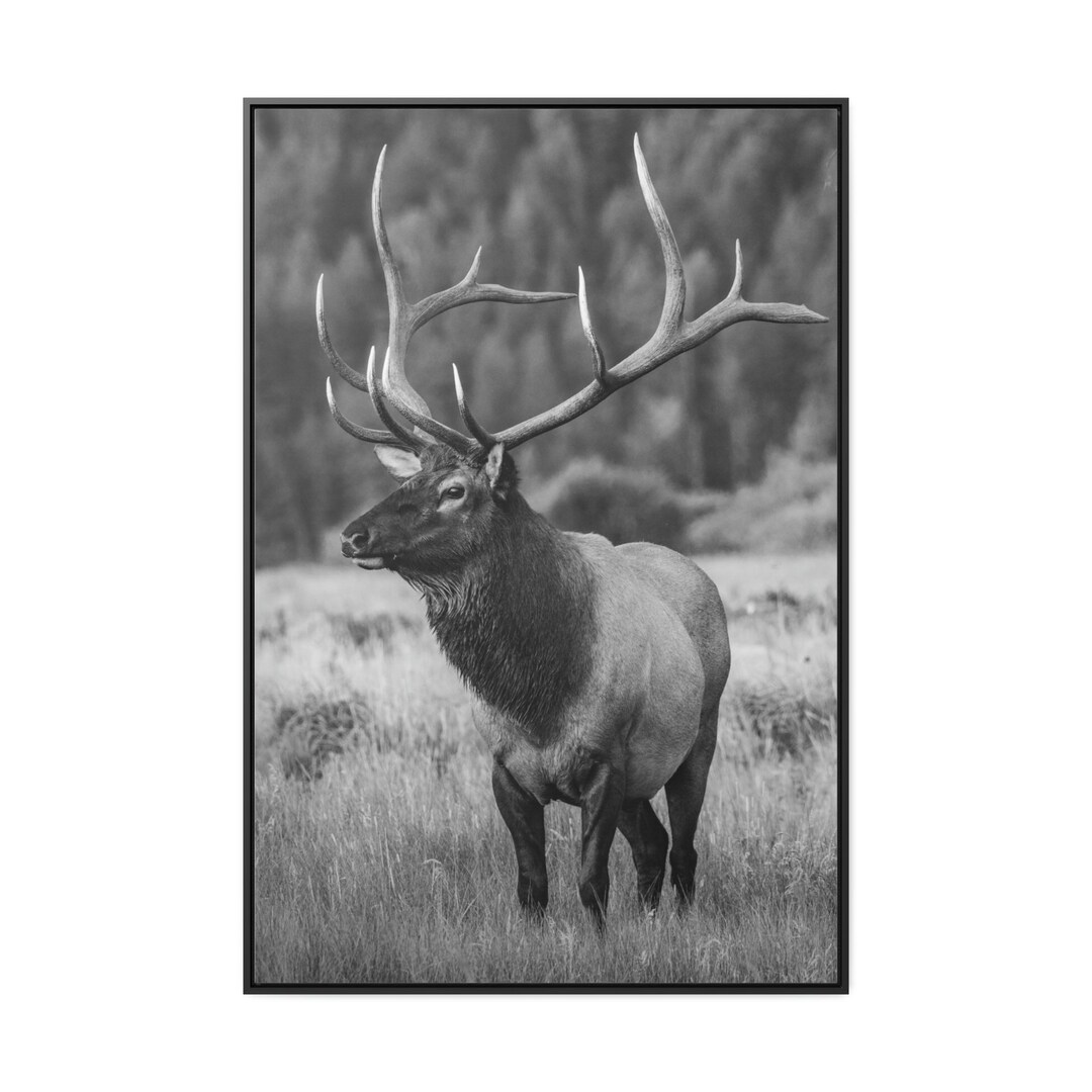 Bull Elk Gallery Canvas Wrap Framed Big Elk Bull Elk Photo Elk Rut ...