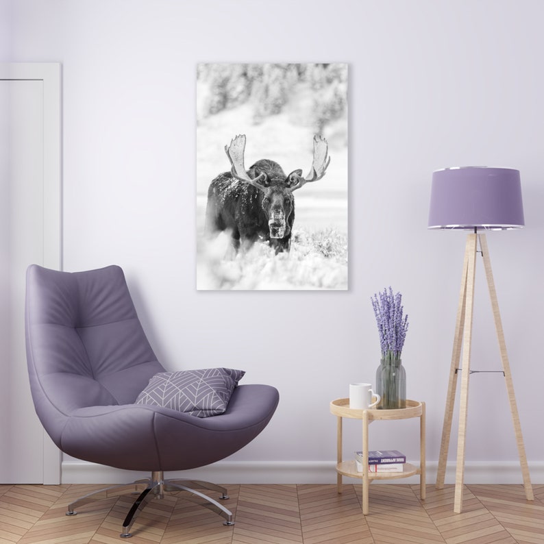 Big Bull Moose Acrylic Print Moose Photo Bull Moose Moose Decor Moose ...