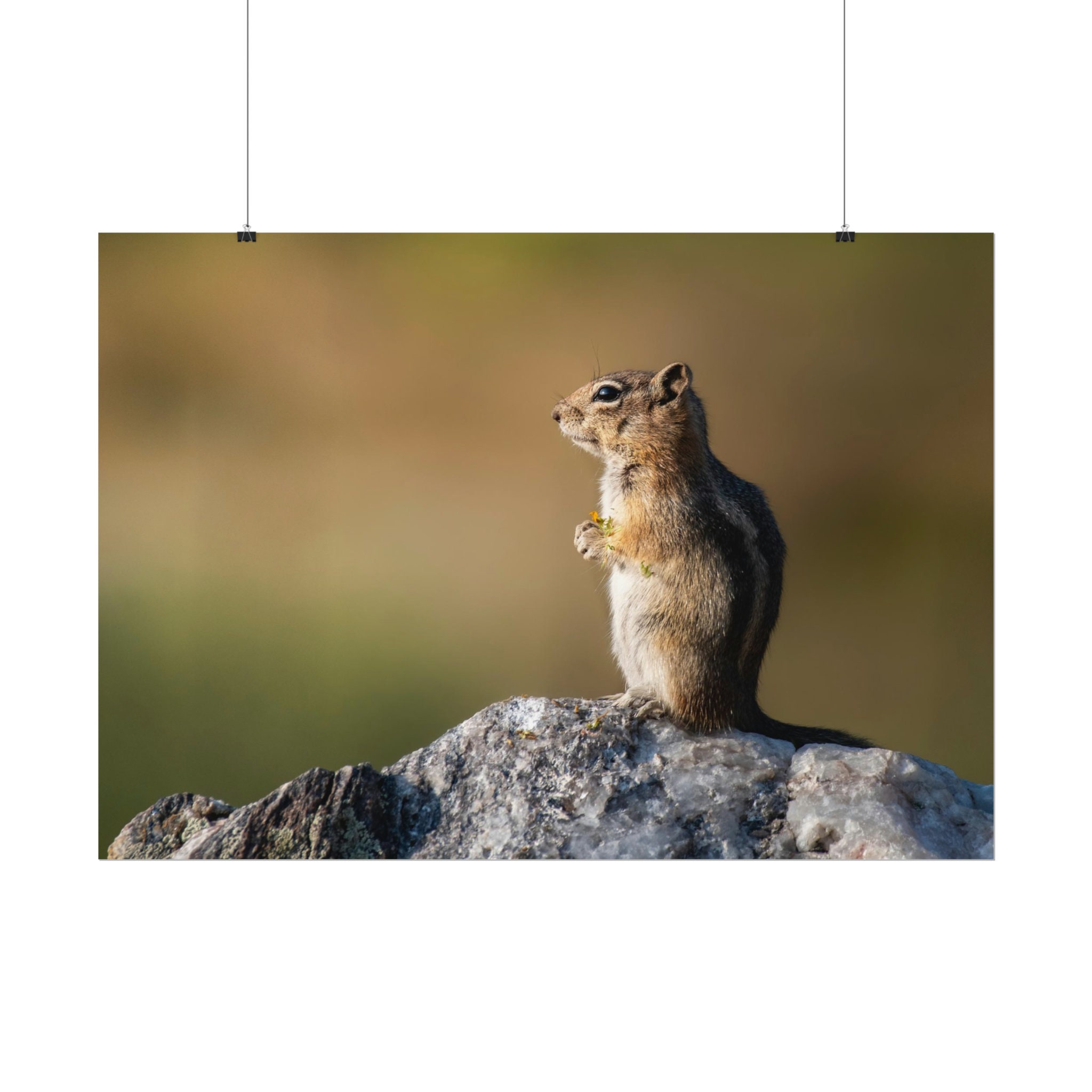 Chipmunk Rolled Poster Chipmunk Print Chipmunk Art Squirrel Photo ...
