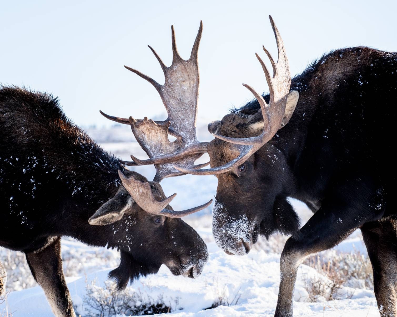 Bull Moose Fight Gallery Canvas Wrap Framed Bull Moose Bull - Etsy