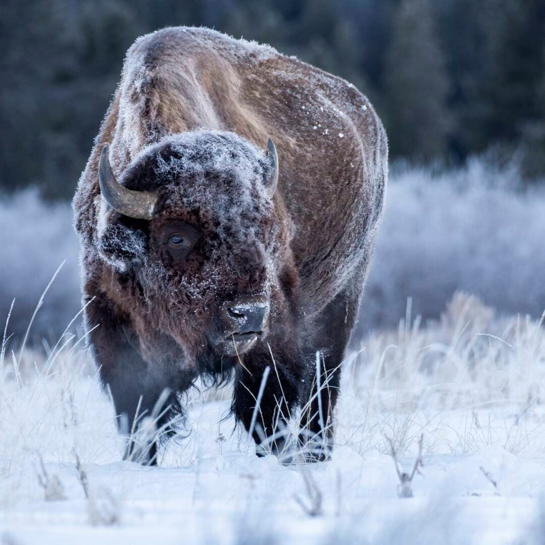 Buffalo Acrylic Prints Bison Buffalo Photo Bison Photo American Bison ...
