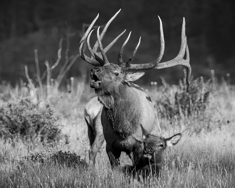 Bugling Bull Elk Acrylic Print Elk Photo Elk Print Elk Antlers Elk Rut ...