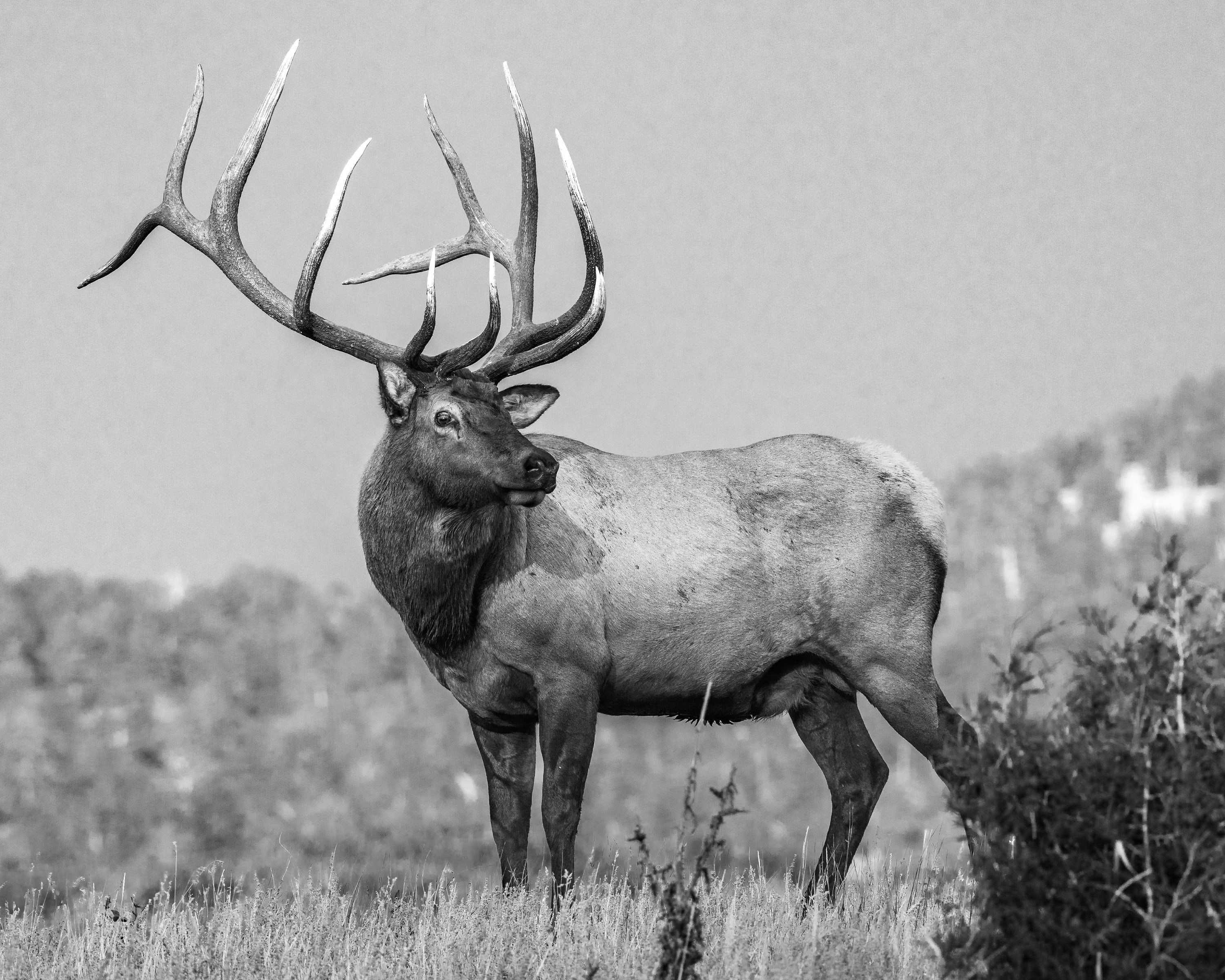 Bull Elk Portrait - Striking Black & White Wildlife Photography ...