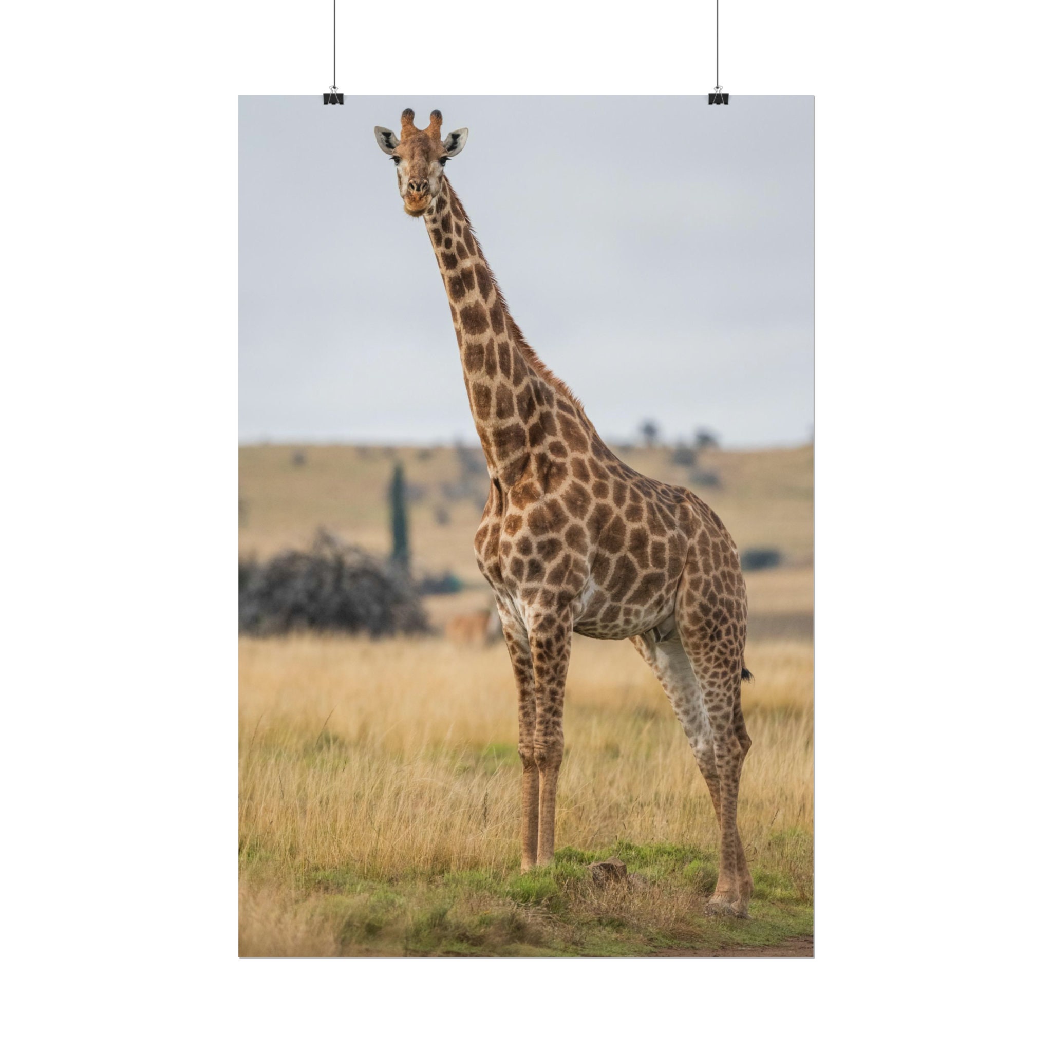 Giraffe Rolled Poster African Giraffe Giraffe Art Giraffe Photo Giraffe ...