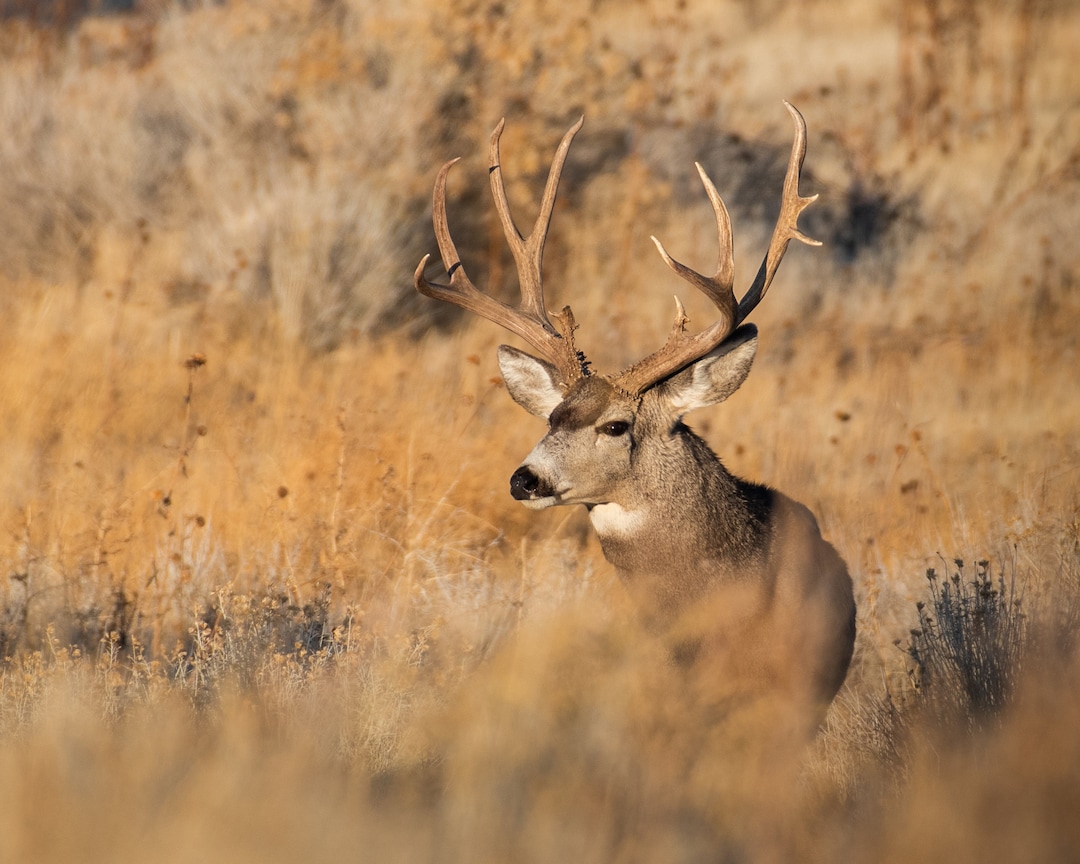 Big Mule Deer Buck Wall Art, Golden Hour Rut Poster for Rustic Cabin ...