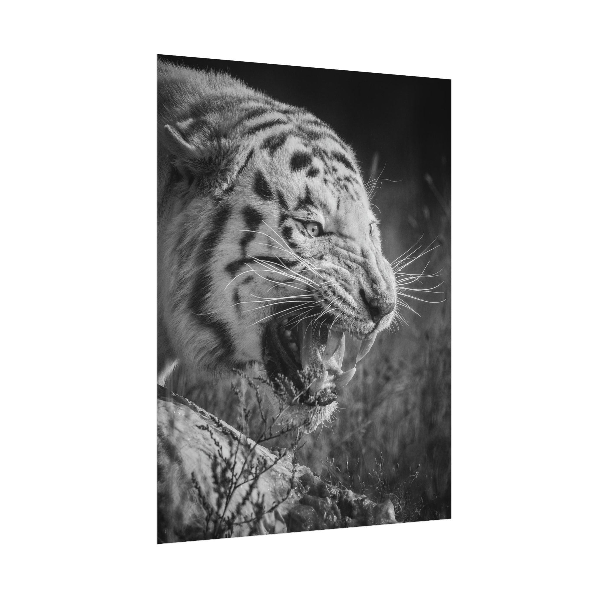 White Tiger Rolled Poster Tiger Photo Tiger Art Tiger Eye Wildlife ...