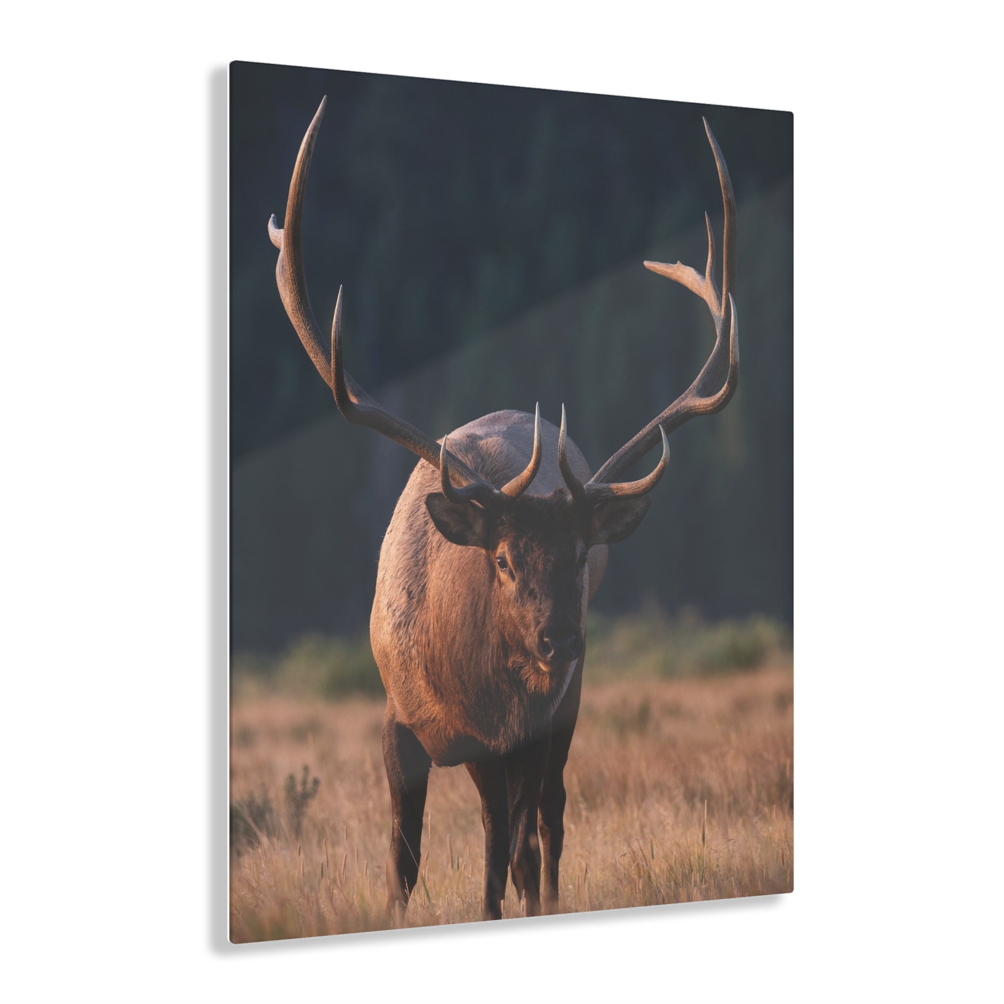 Bull Elk Acrylic Print Elk Antlers Elk Photo Elk Print Elk Art Big Bull ...