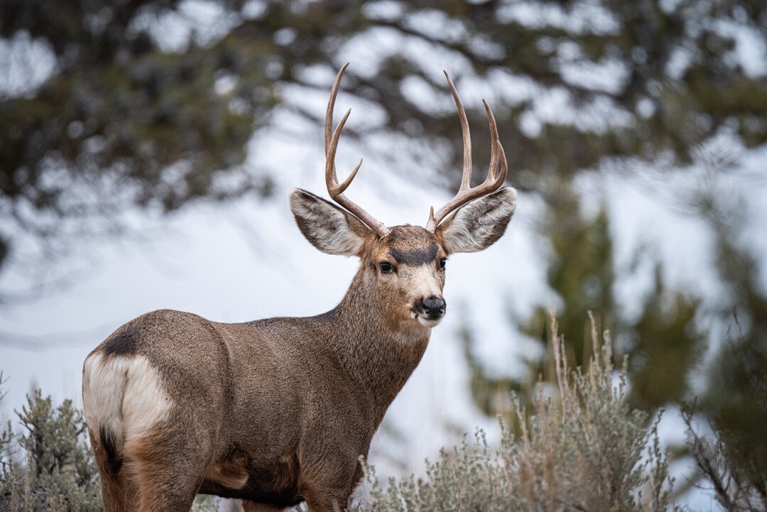 Mule Deer Buck Poster, Majestic Rut Scene in Cedar Trees, Rustic ...