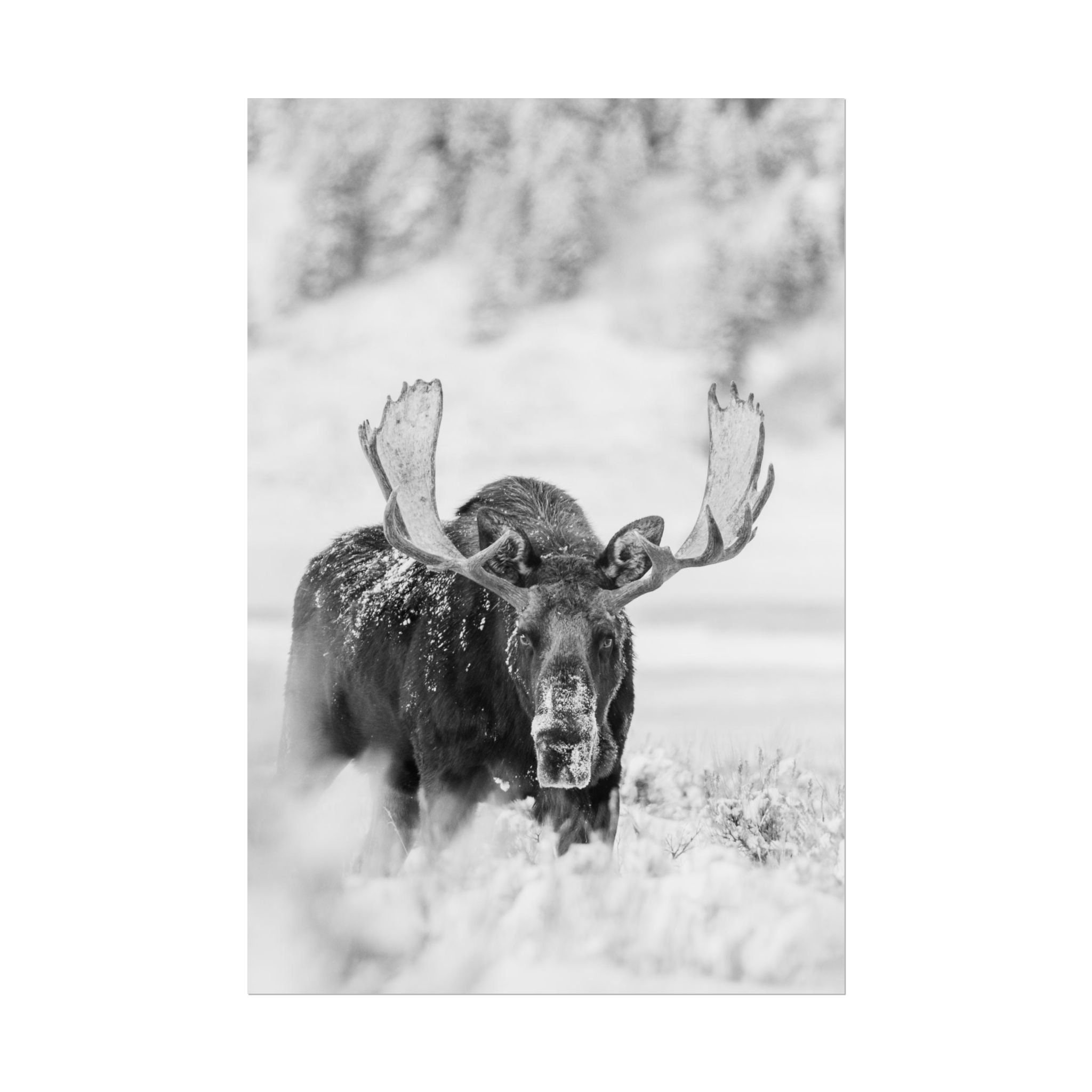 Bull Moose Poster, Intense Black and White Wall Art, Rustic Wildlife ...