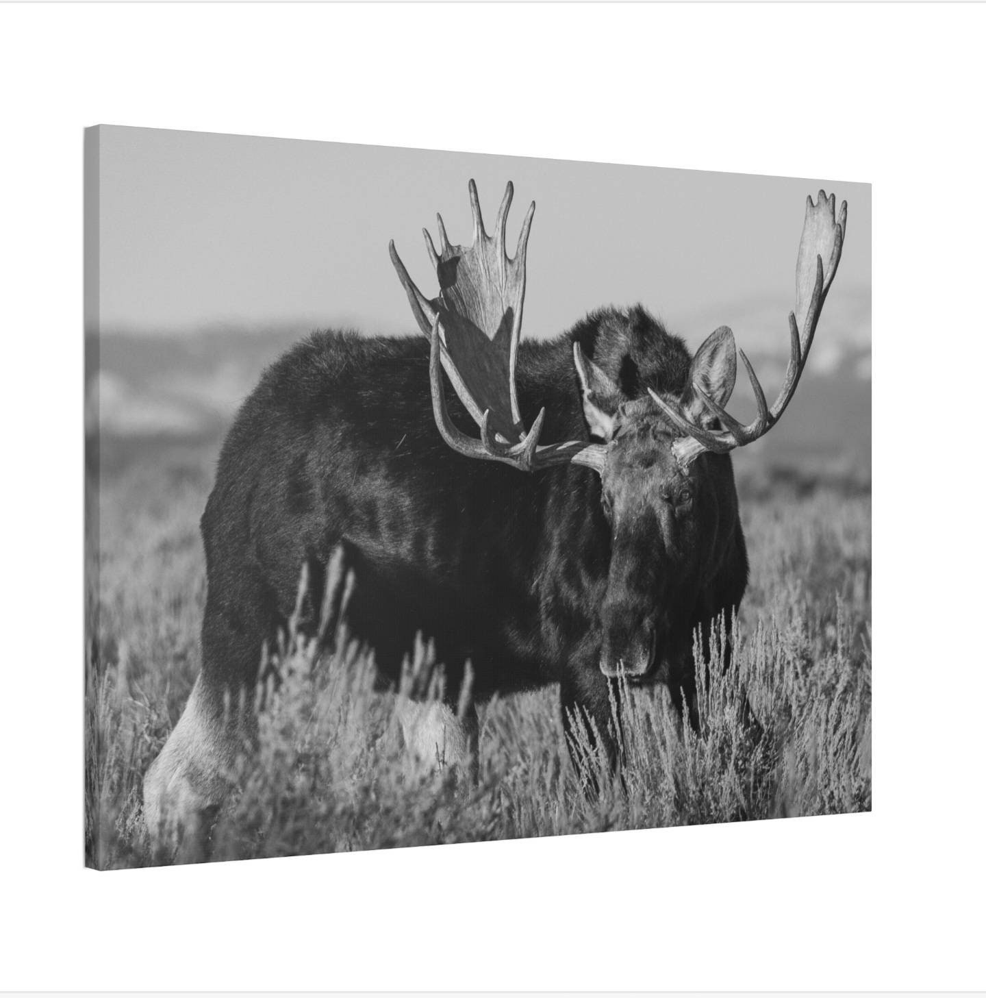 Moose Canvas Print Wall Art Home Decor Moose Photo Bull Moose Bull ...