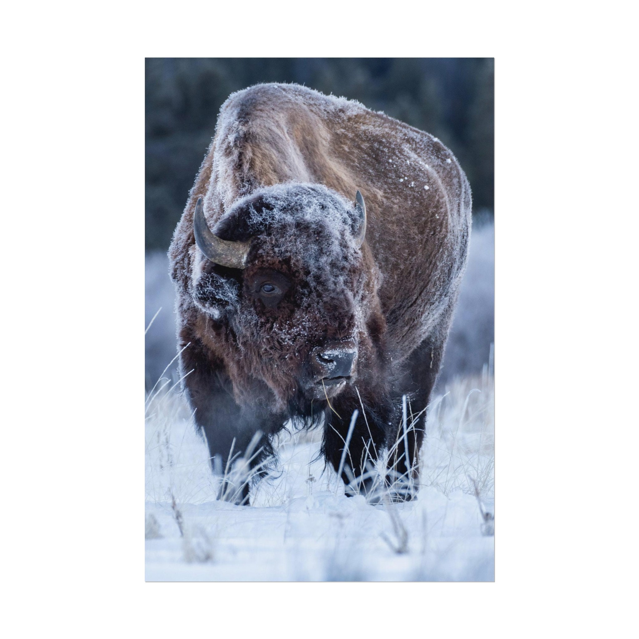 Bison Rolled Poster Wall Art Buffalo American Bison Buffalo Art ...