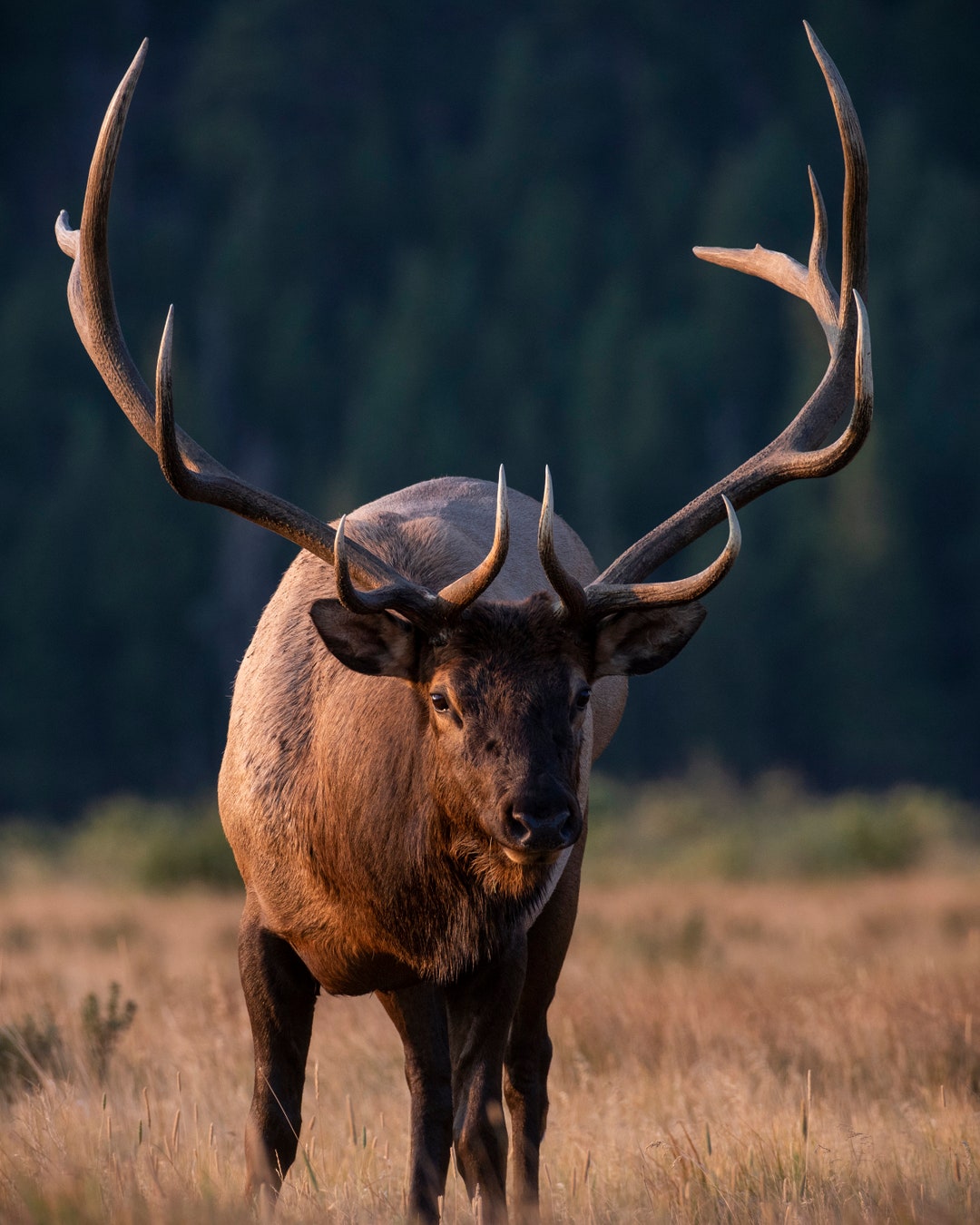 Golden Hour Bull Elk, Fine Art Photography, Rustic Home Decor, Unique ...