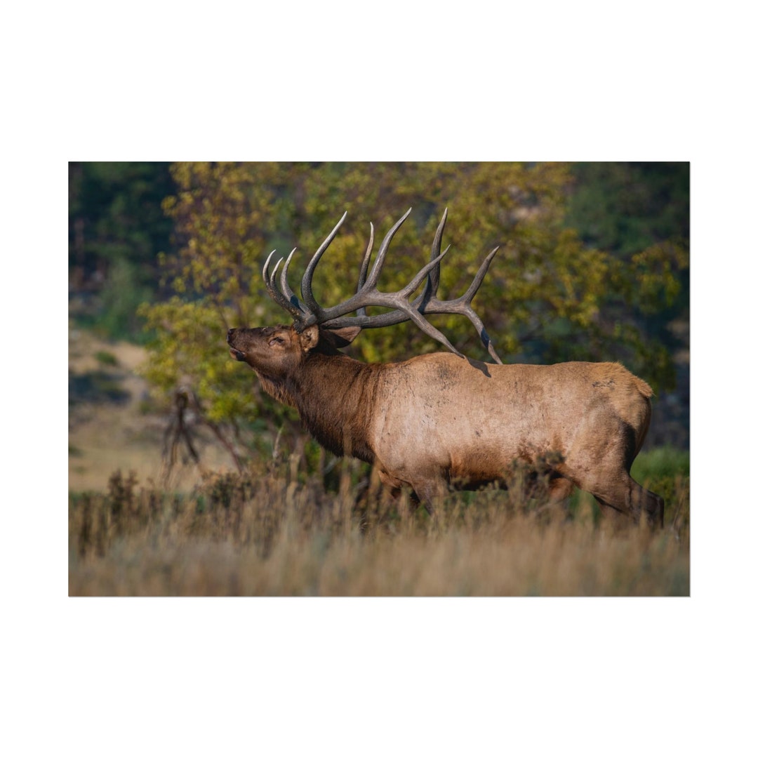 Bull Elk Rolled Poster Elk Rut Elk Photo Elk Antlers Elk Print Elk Art ...