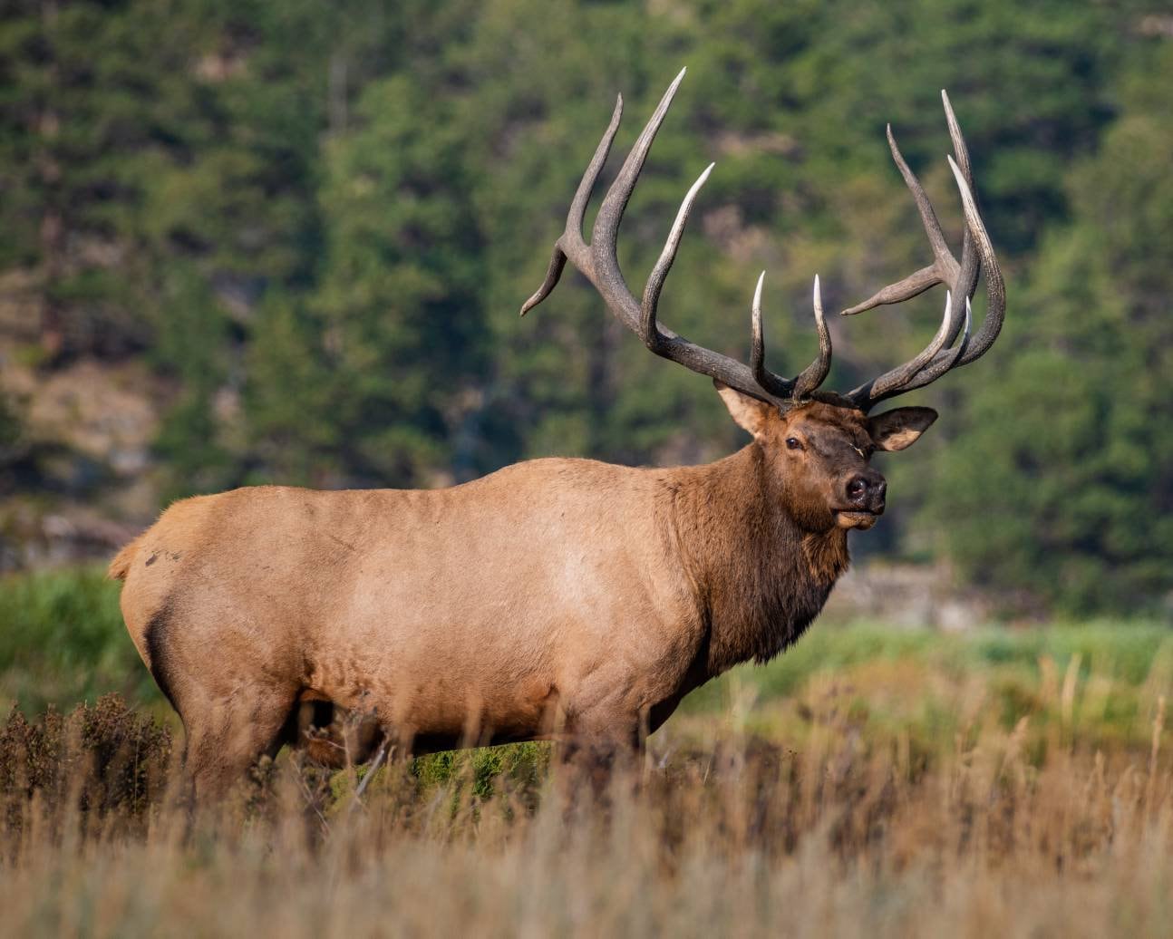 Big Bull Elk Gallery Canvas Wrap Framed Bull Elk Elk Photo Elk Rut Big ...