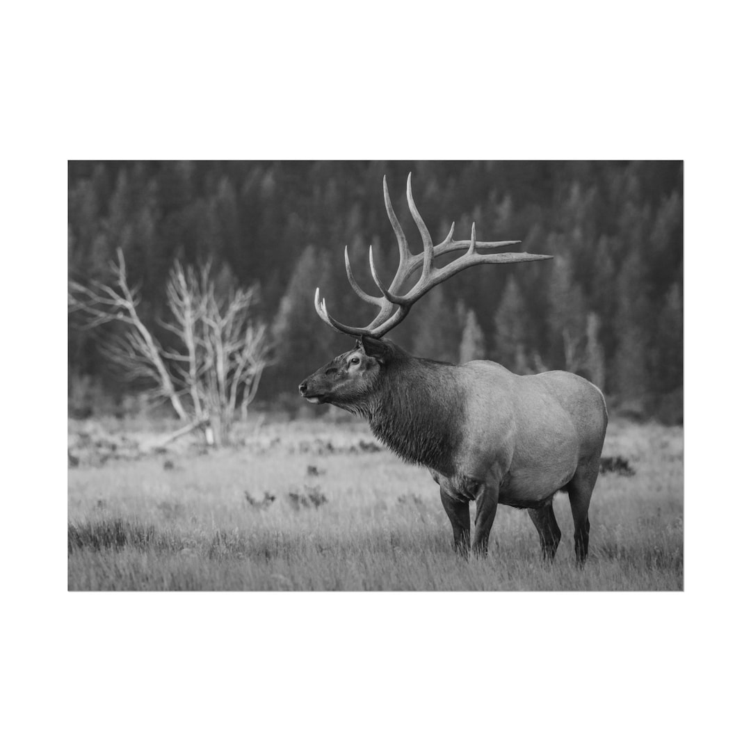 Bull Elk Black and White Photo, Majestic Elk in Meadow Art, Nature ...