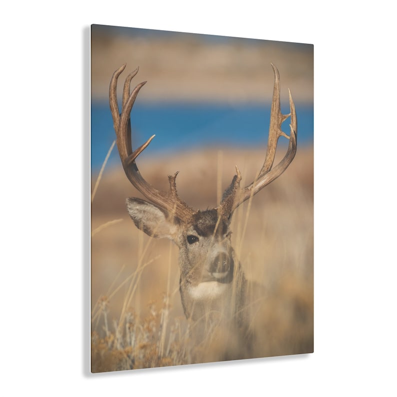 Mule Deer Acrylic Print Mule Deer Art Mule Deer Antlers Wildlife ...