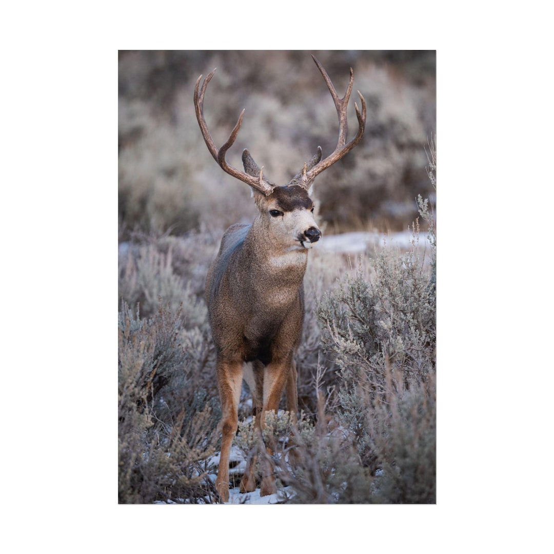 Wild Buck Rolled Poster, Mule Deer Winter Scene Wall Art Print, Large ...