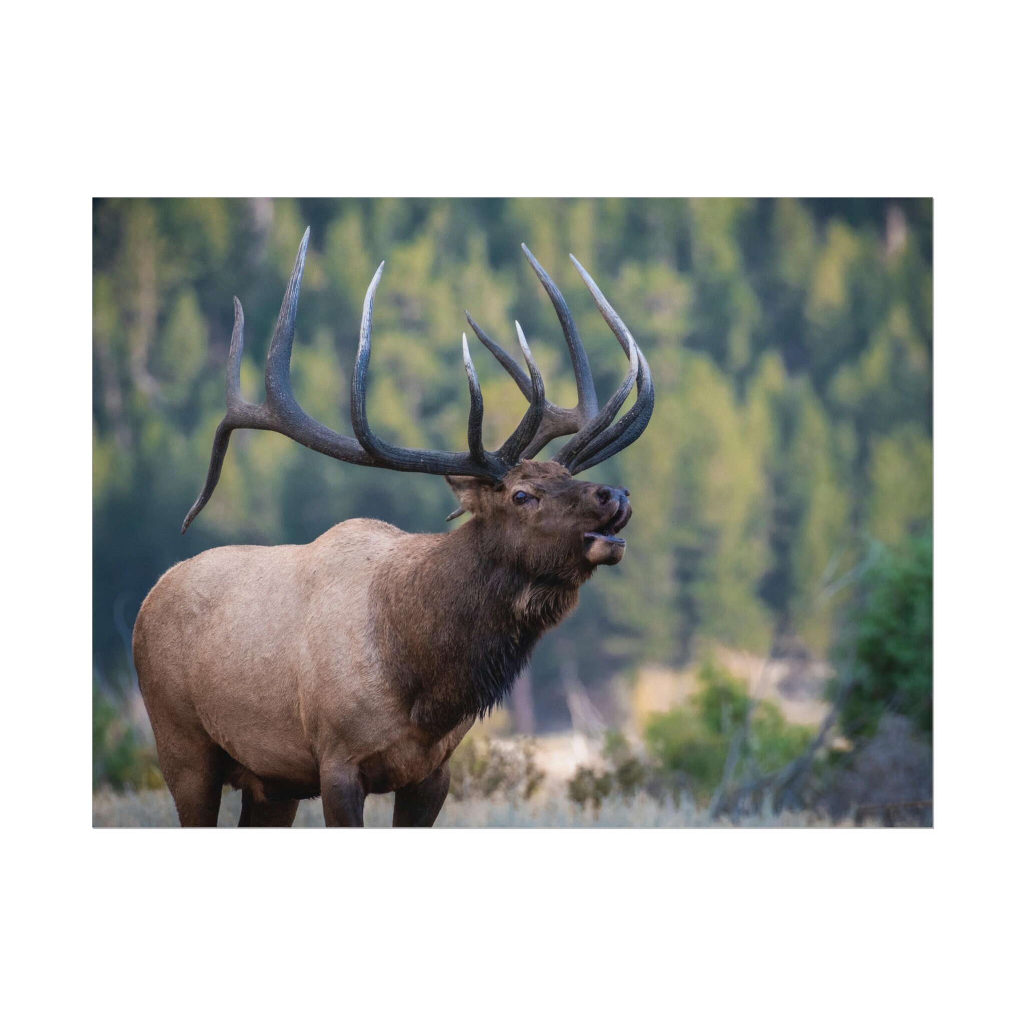 Bugling Elk Rolled Poster Bull Elk Elk Photo Elk Rut Elk Bugling ...