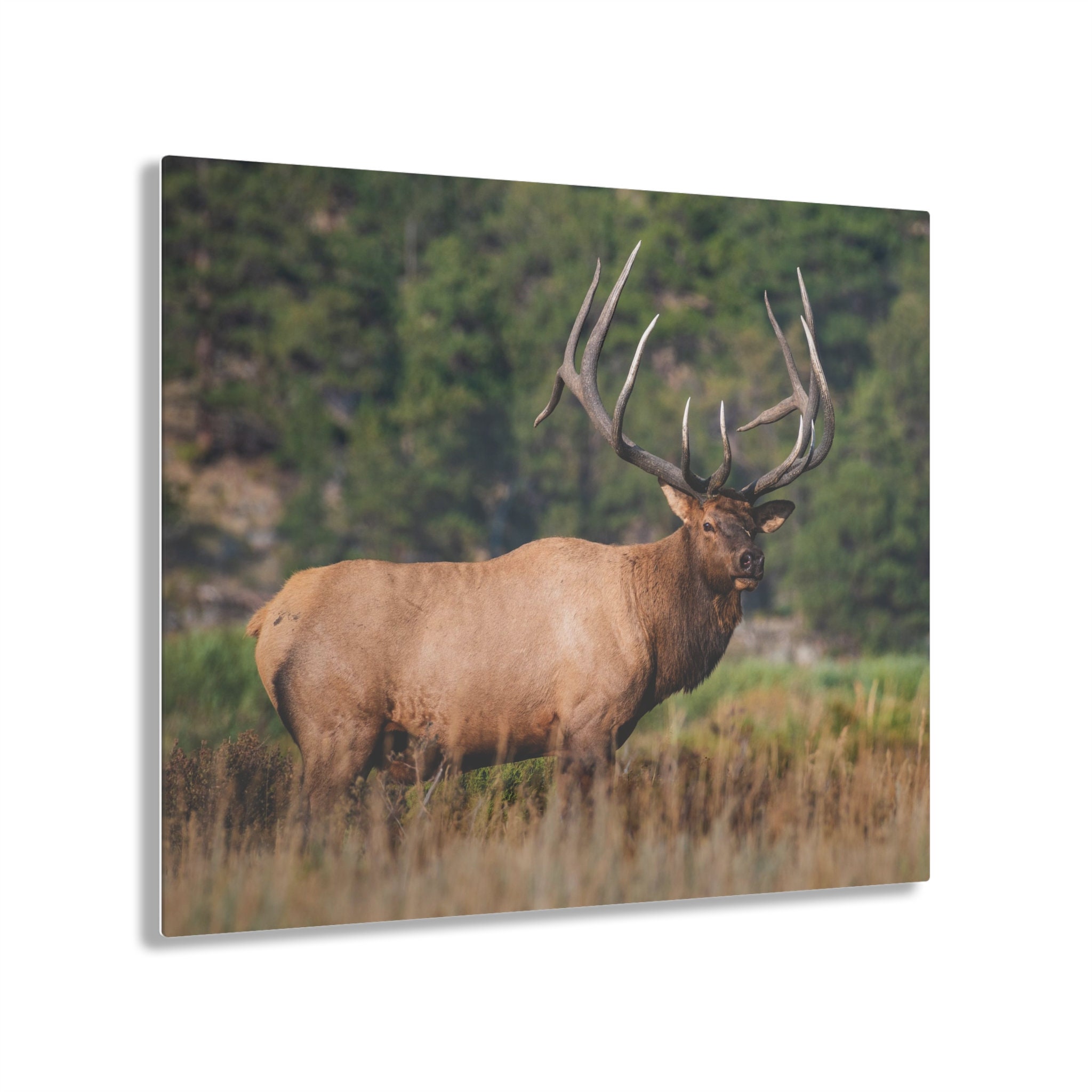 Bull Elk Acrylic Print Elk Antlers Elk Rut Elk Photo Elk Print Elk Art ...
